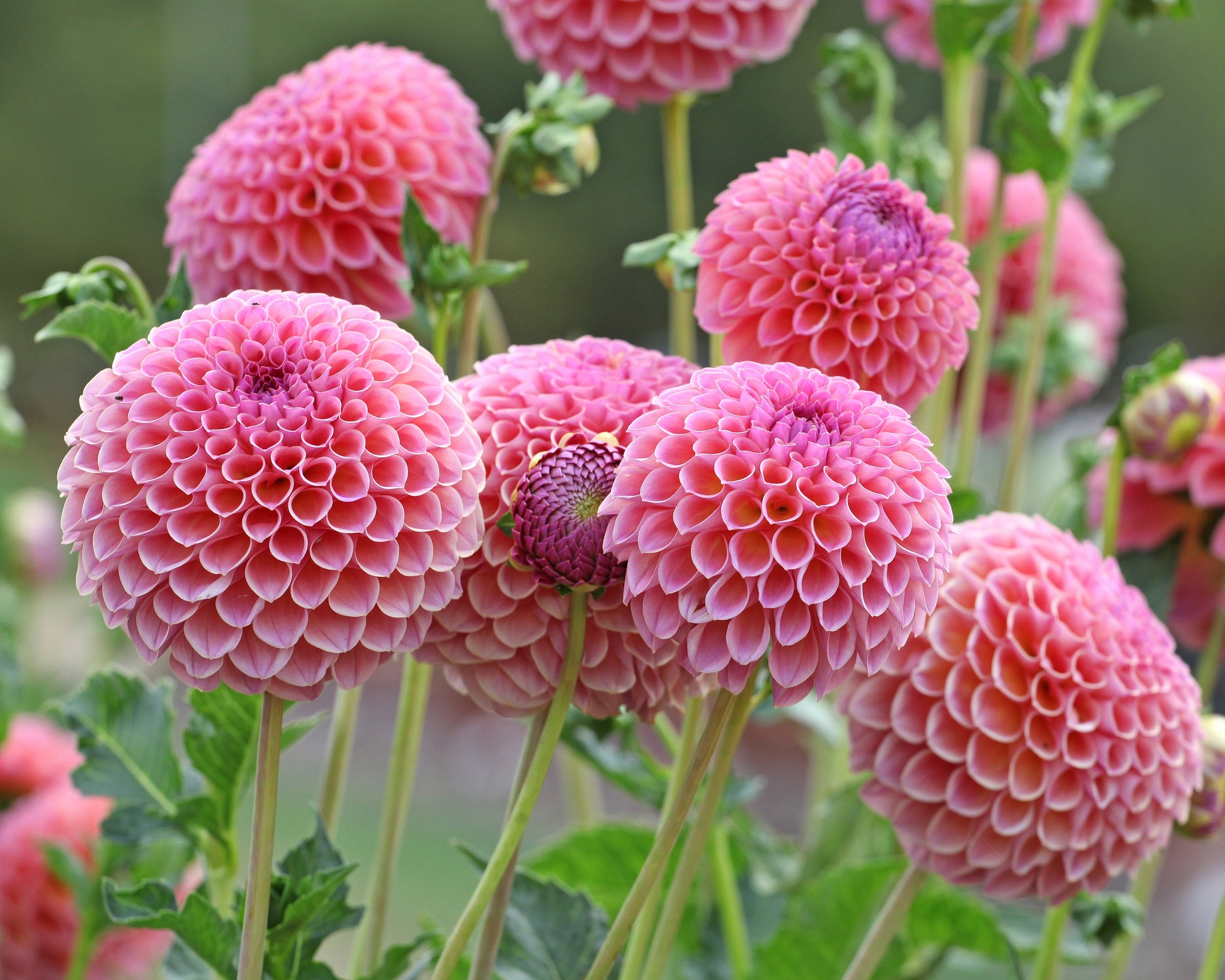 Dahlia 'Jowey Winnie' tubers — Buy online at Farmer Gracy UK