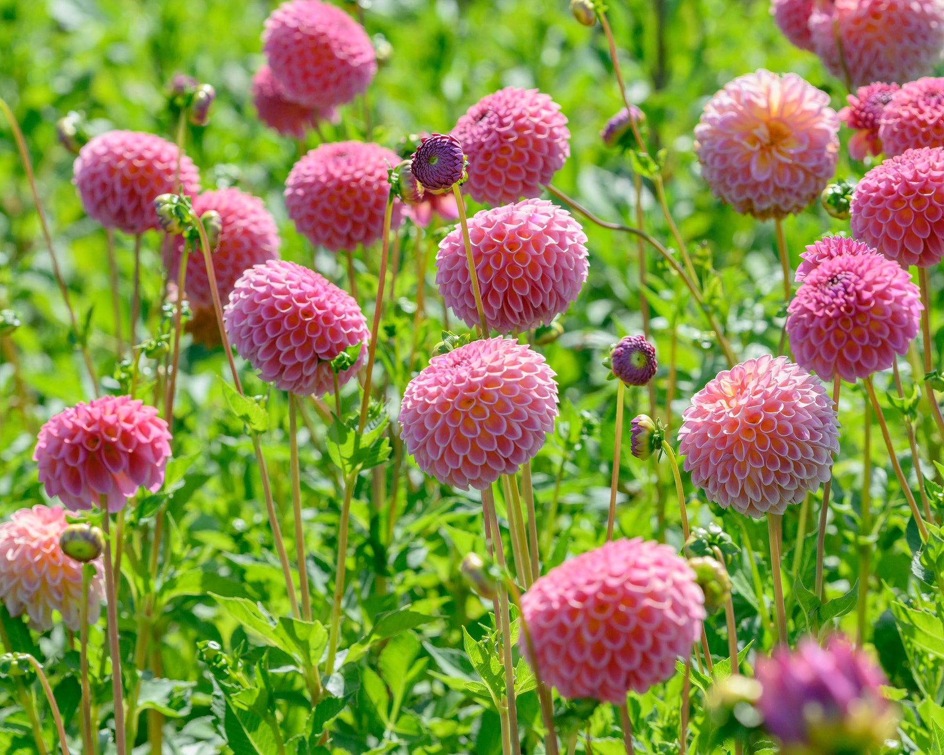 Dahlia 'Jowey Winnie' tubers — Buy online at Farmer Gracy UK