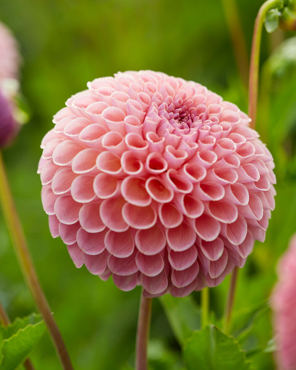 Dahlia 'Jowey Winnie' tubers | Buy online at Farmer Gracy UK