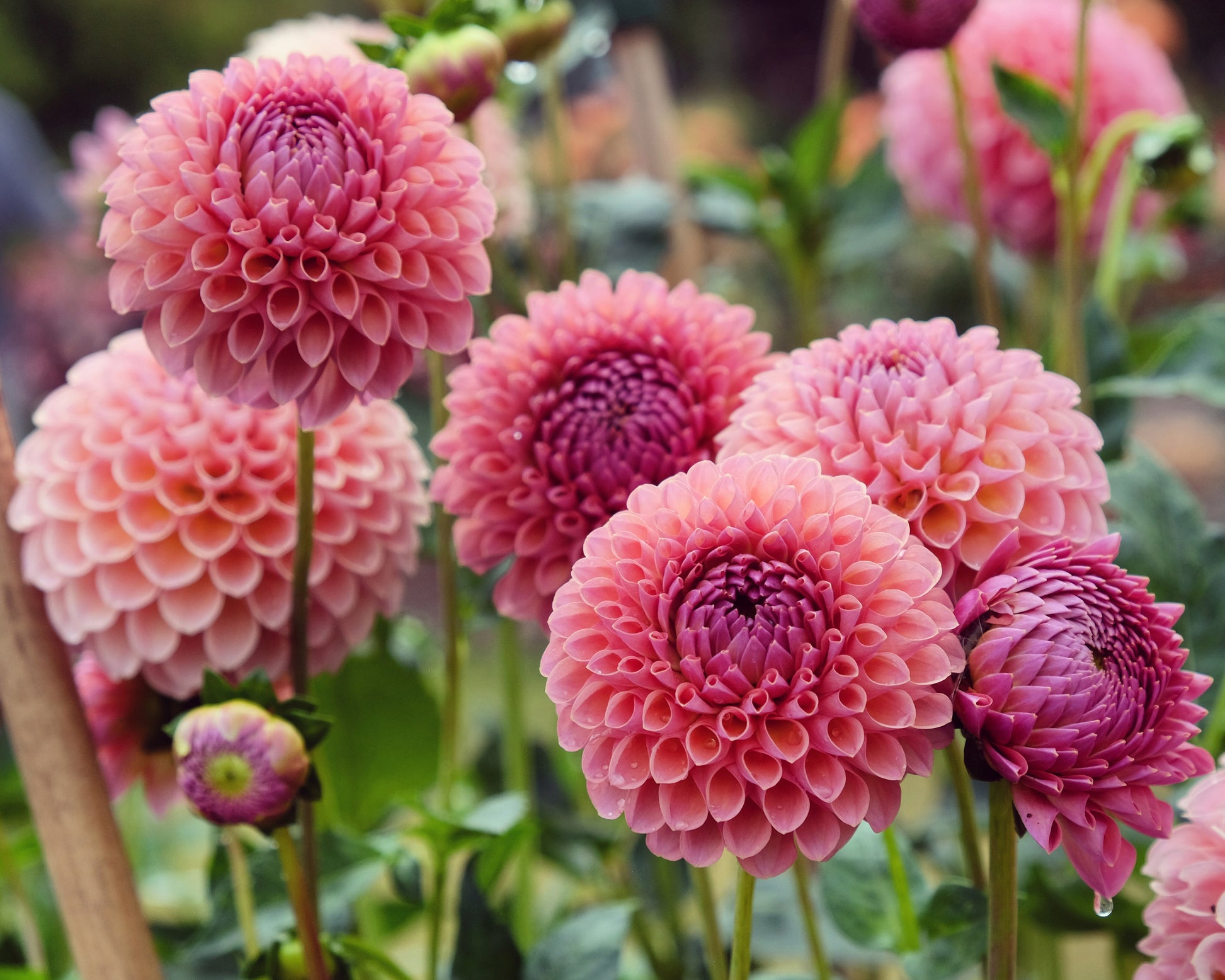 Dahlia 'Jowey Winnie' tubers — Buy online at Farmer Gracy UK