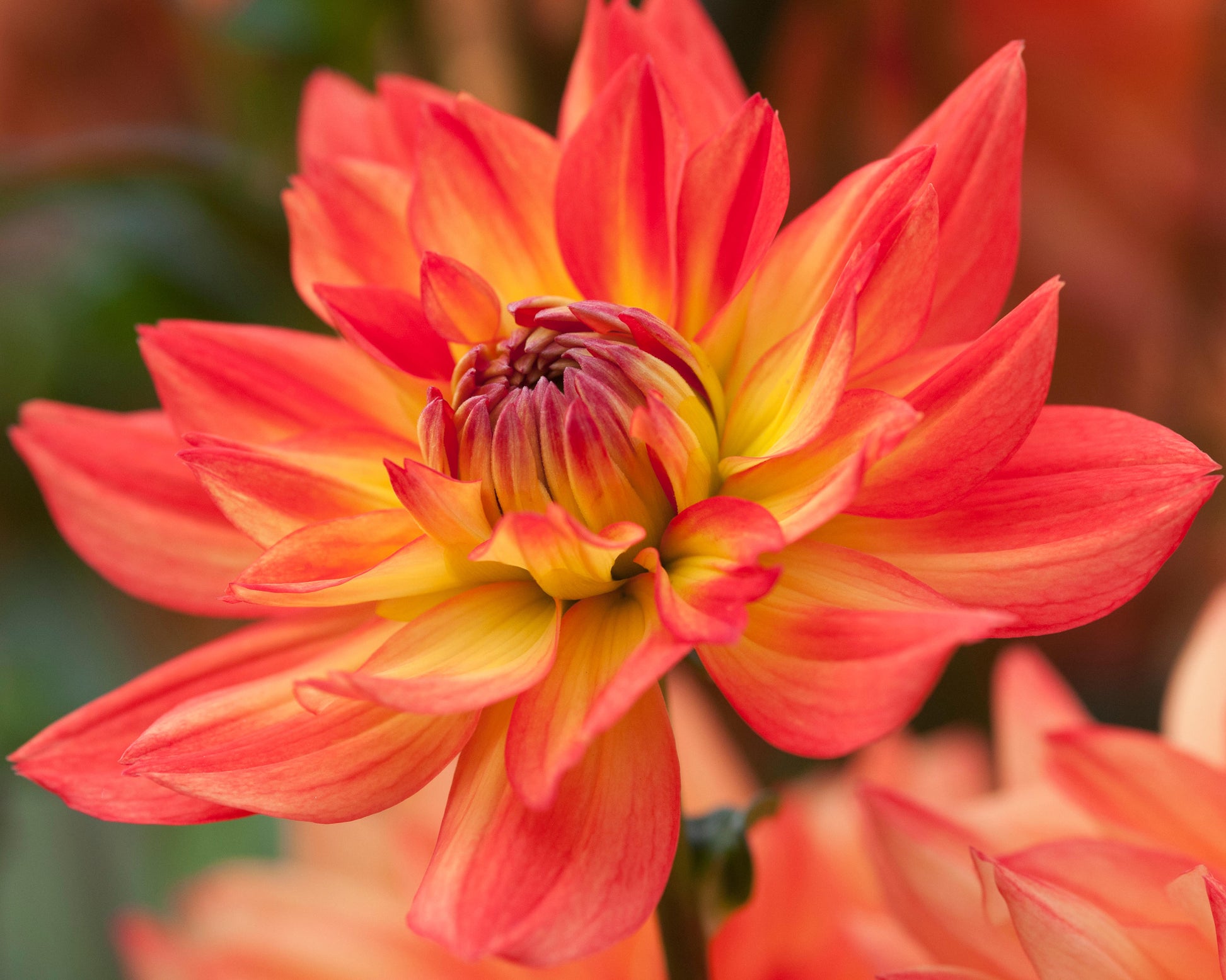 Dahlia 'Karma Fiesta' tubers — Buy online at Farmer Gracy UK