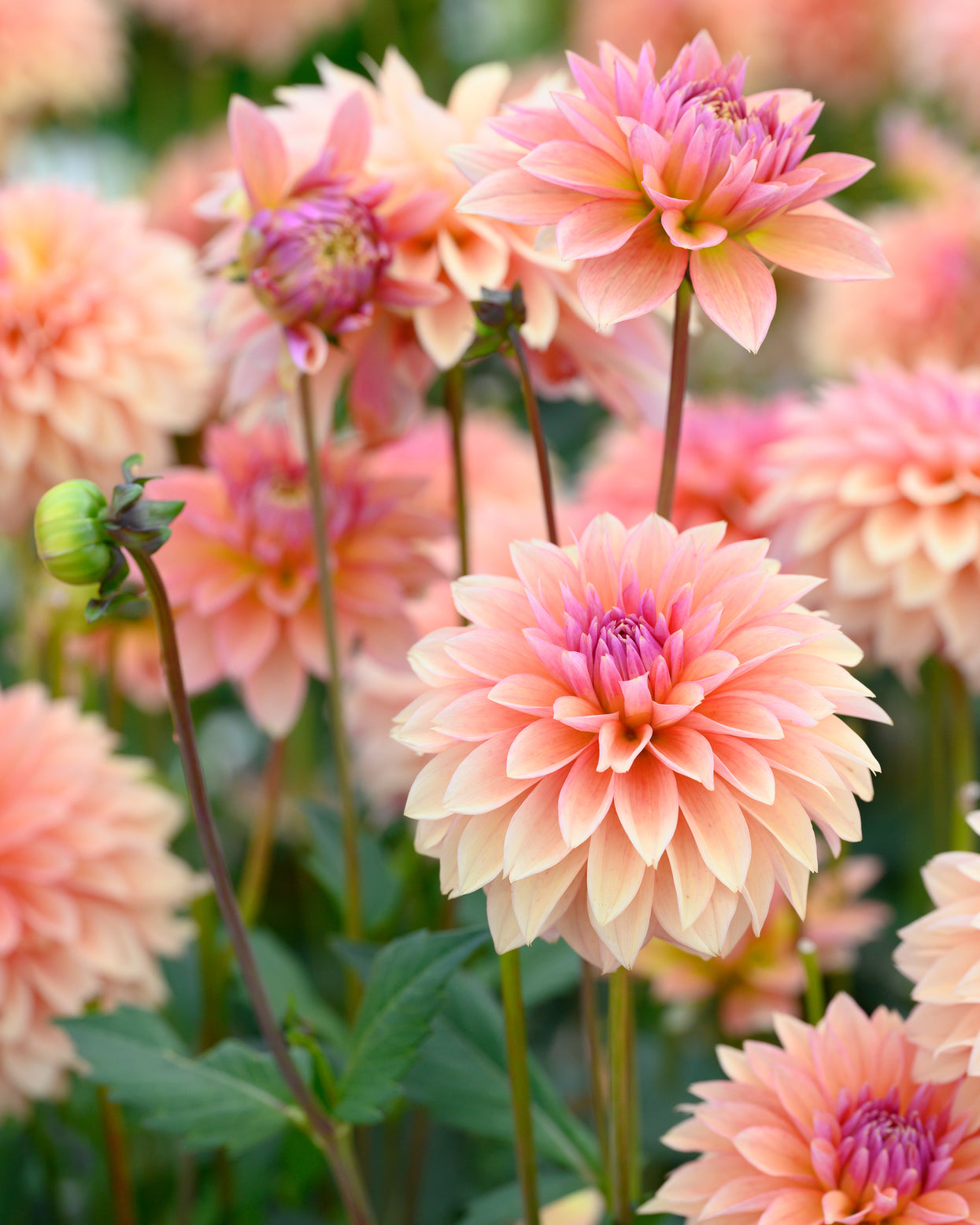 Dahlia 'Kick Off' tubers | Buy online at Farmer Gracy UK