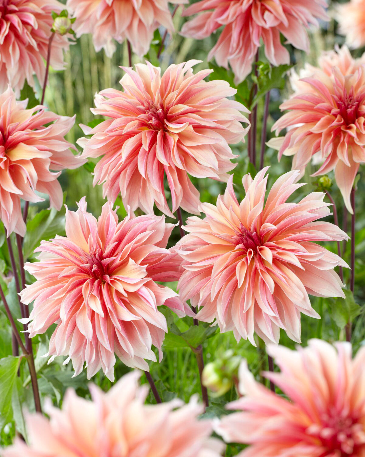 Dahlia 'Labyrinth' tubers | Buy online at Farmer Gracy UK
