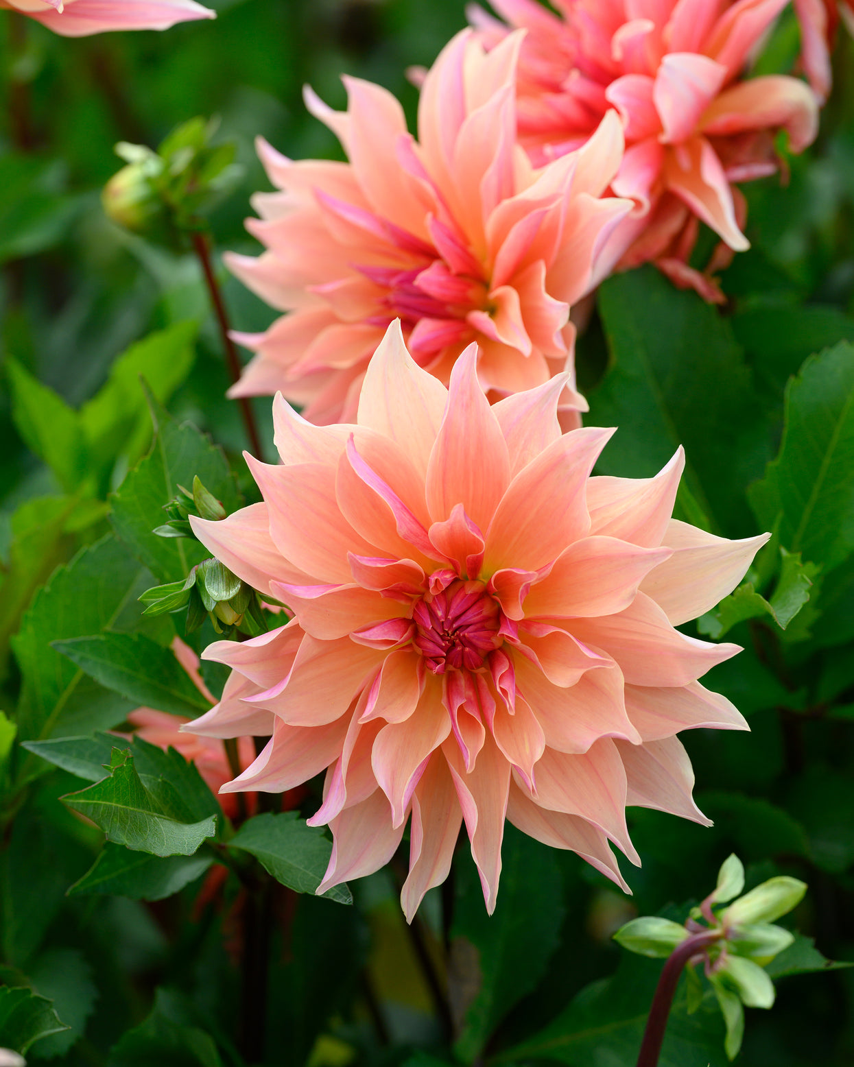 Dahlia 'Labyrinth' tubers | Buy online at Farmer Gracy UK
