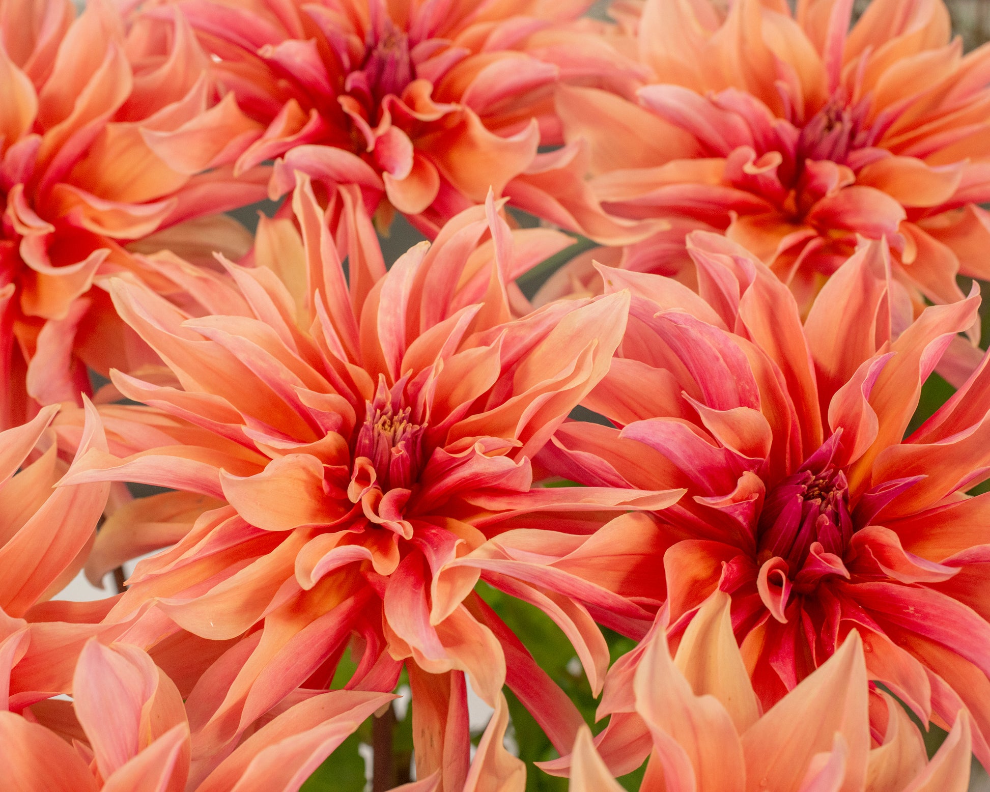 Dahlia 'Labyrinth' tubers — Buy online at Farmer Gracy UK