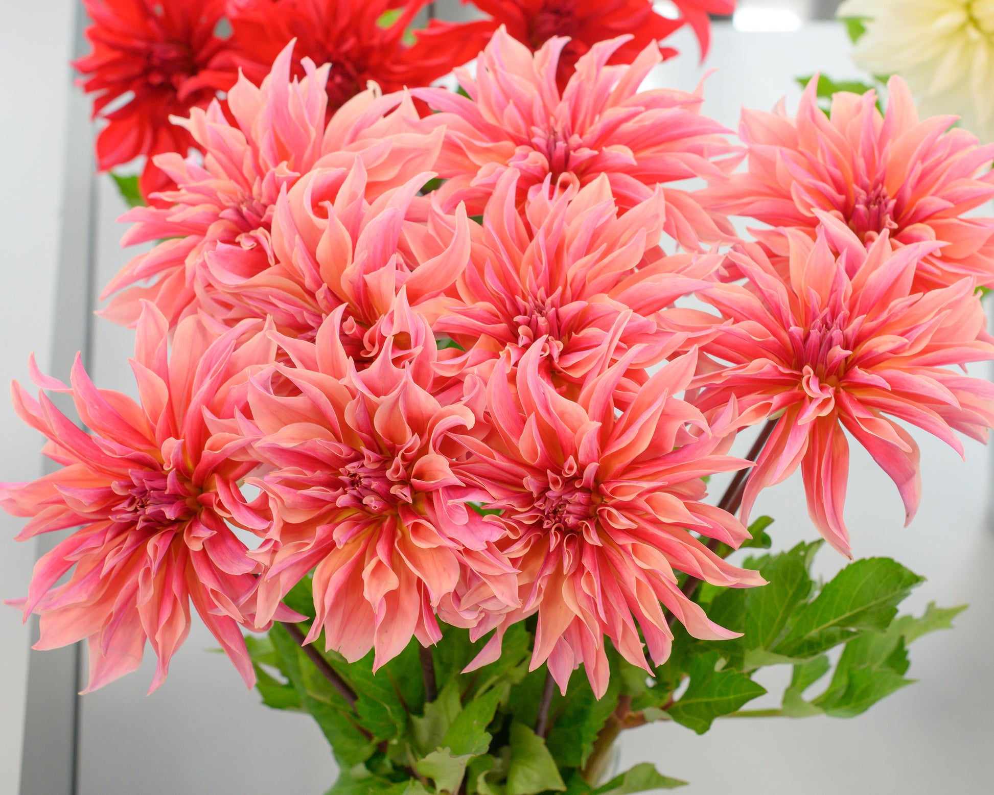 Dahlia 'Labyrinth' tubers — Buy online at Farmer Gracy UK