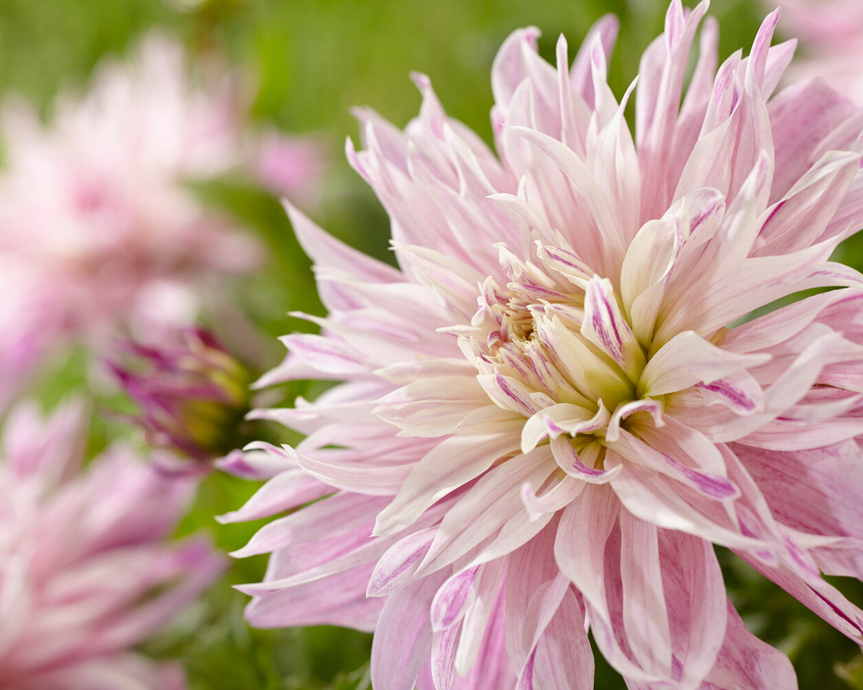 Dahlia 'Labyrinth Two Tone' tubers | Buy online at Farmer Gracy UK