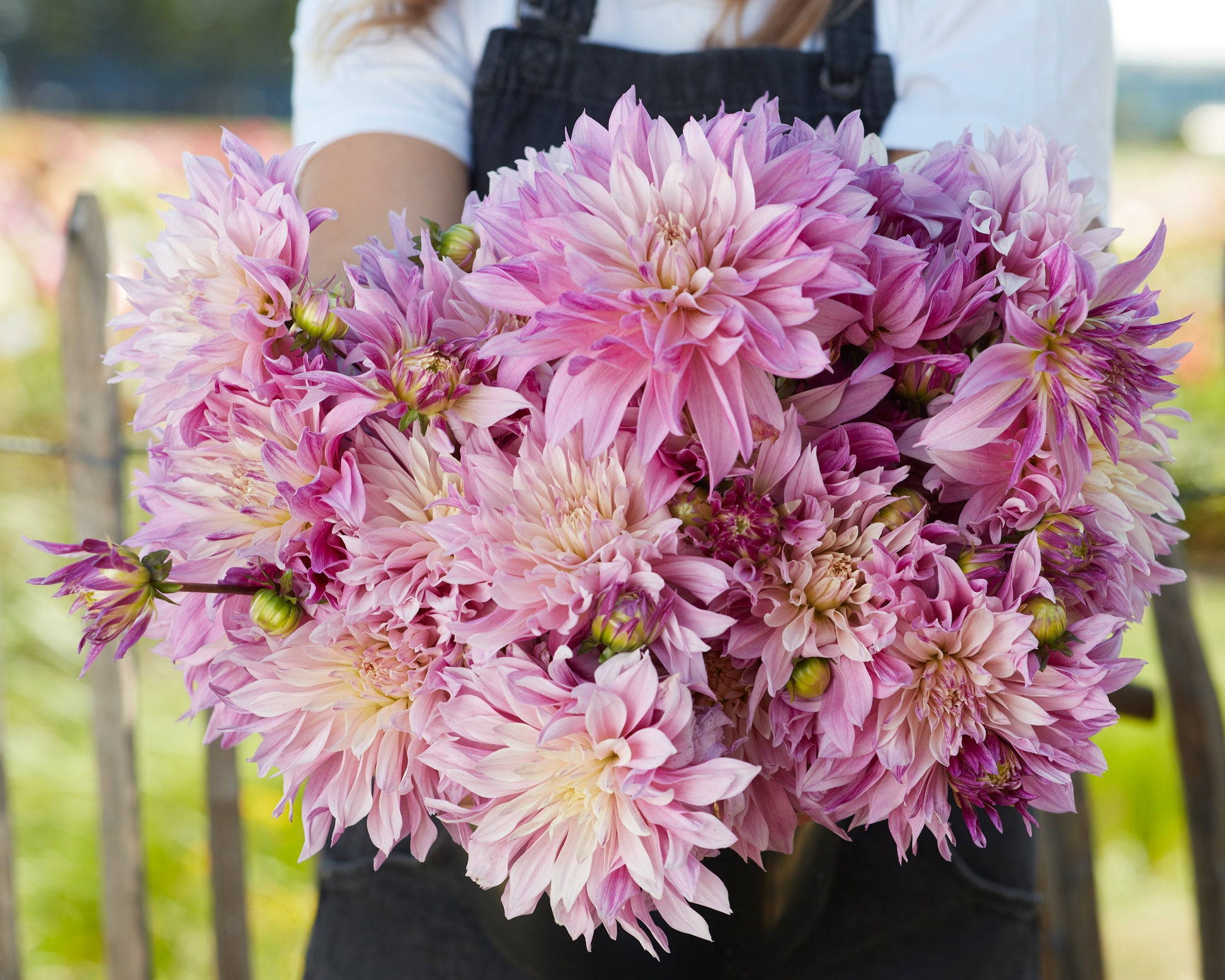 Dahlia 'Labyrinth Two Tone' tubers — Buy online at Farmer Gracy UK