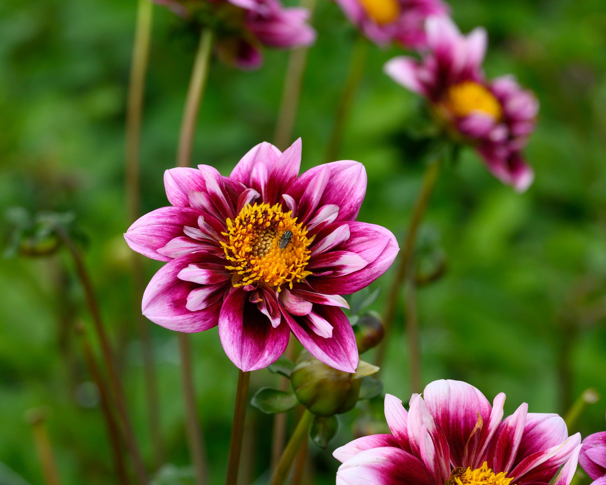 Dahlia 'Liquid Desire' tubers — Buy online at Farmer Gracy UK Dahlia 'Liquid Desire' tubers — Buy online at Farmer Gracy UK