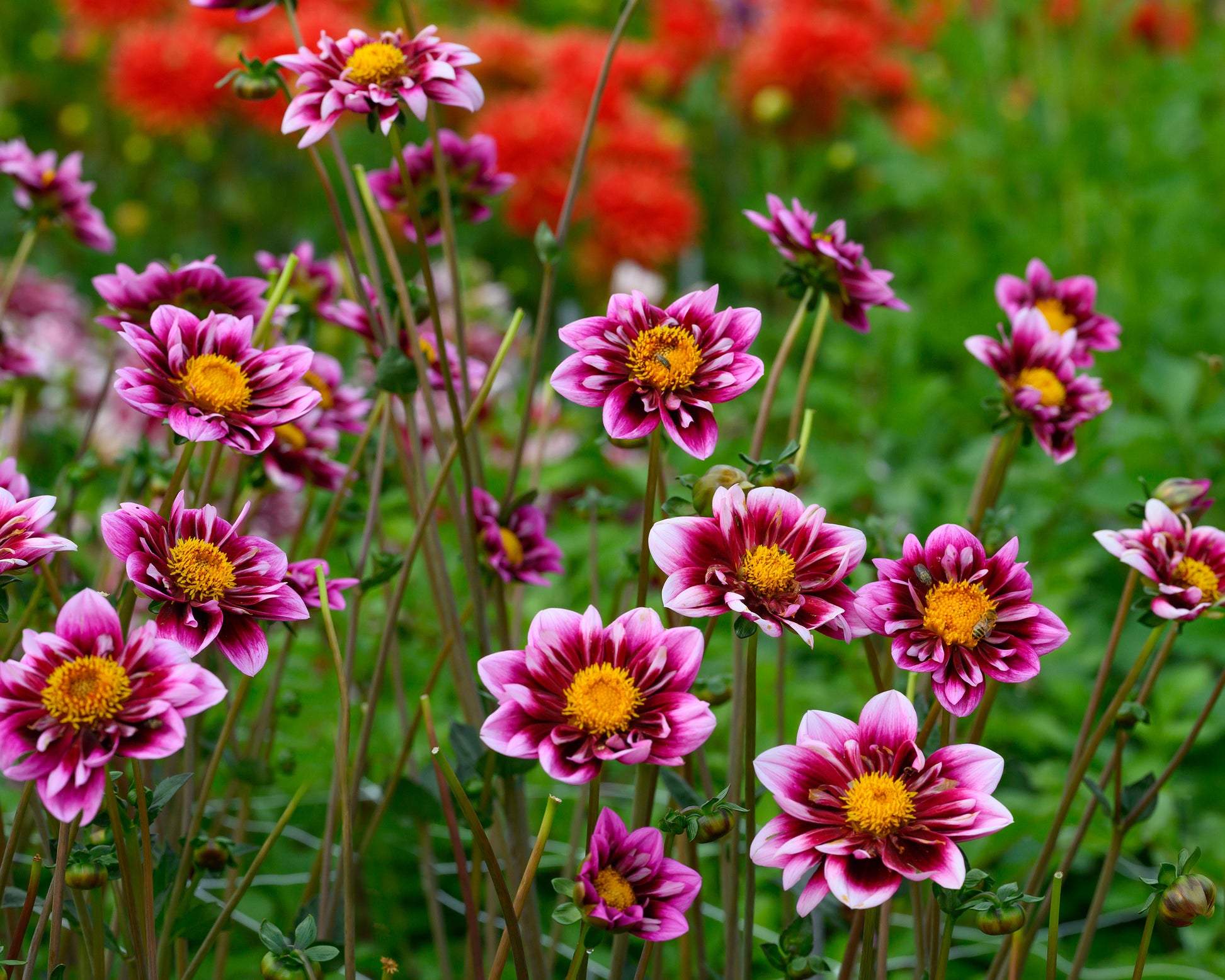 Dahlia 'Liquid Desire' tubers — Buy online at Farmer Gracy UK Dahlia 'Liquid Desire' tubers — Buy online at Farmer Gracy UK