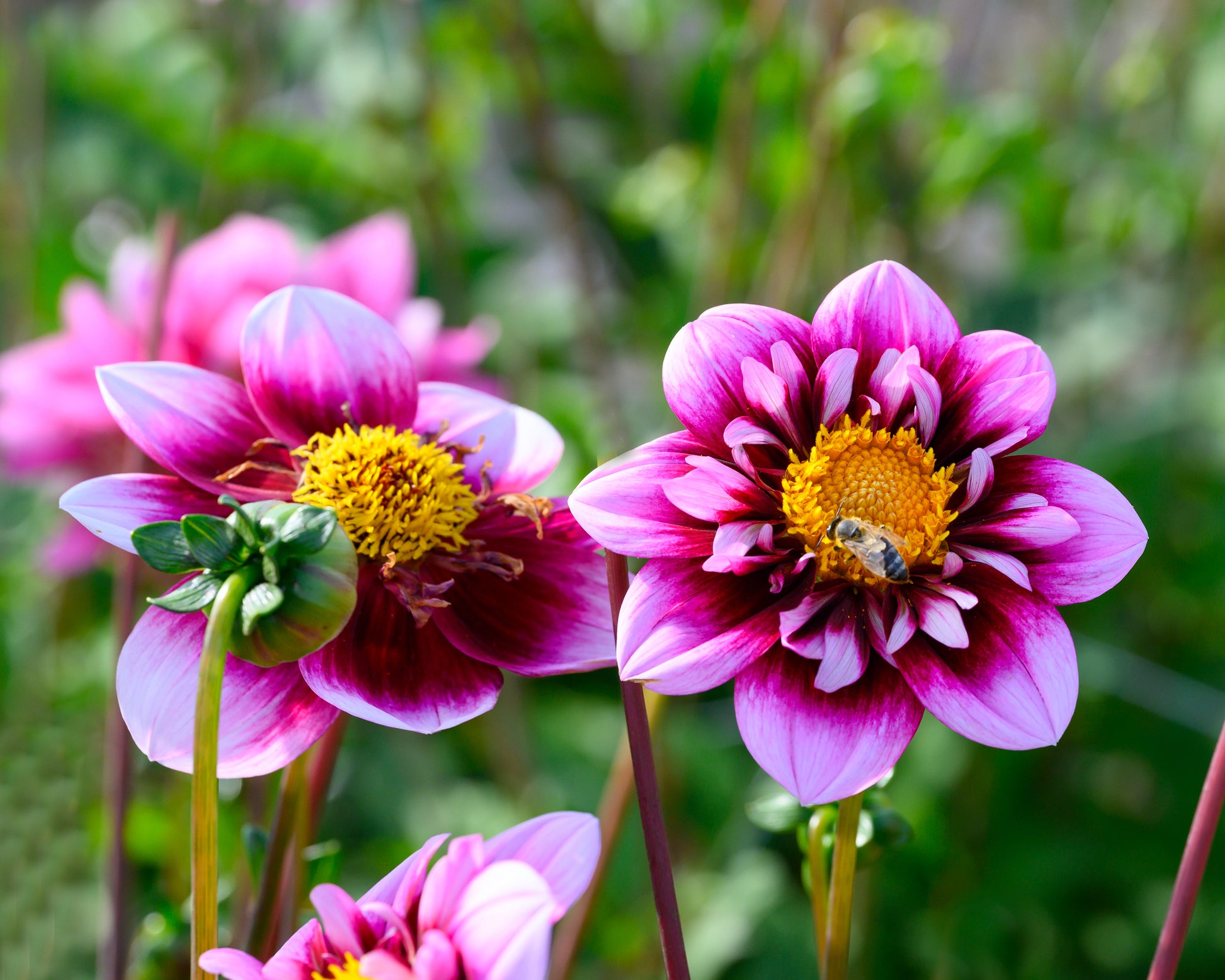 Dahlia 'Liquid Desire' tubers — Buy online at Farmer Gracy UK Dahlia 'Liquid Desire' tubers — Buy online at Farmer Gracy UK
