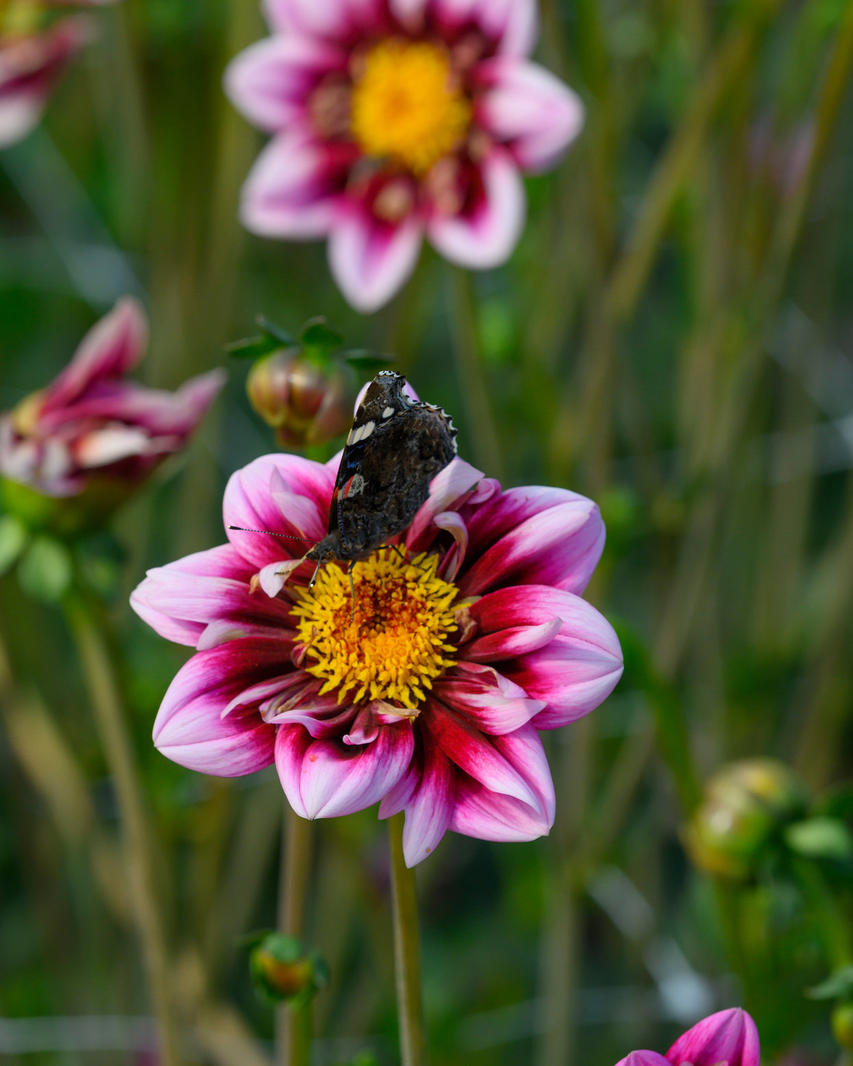 Dahlia 'Liquid Desire' tubers — Buy online at Farmer Gracy UK Dahlia 'Liquid Desire' tubers — Buy online at Farmer Gracy UK