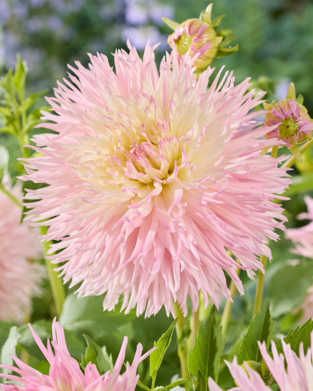 Dahlia 'Nadia Ruth' tubers | Buy online at Farmer Gracy UK