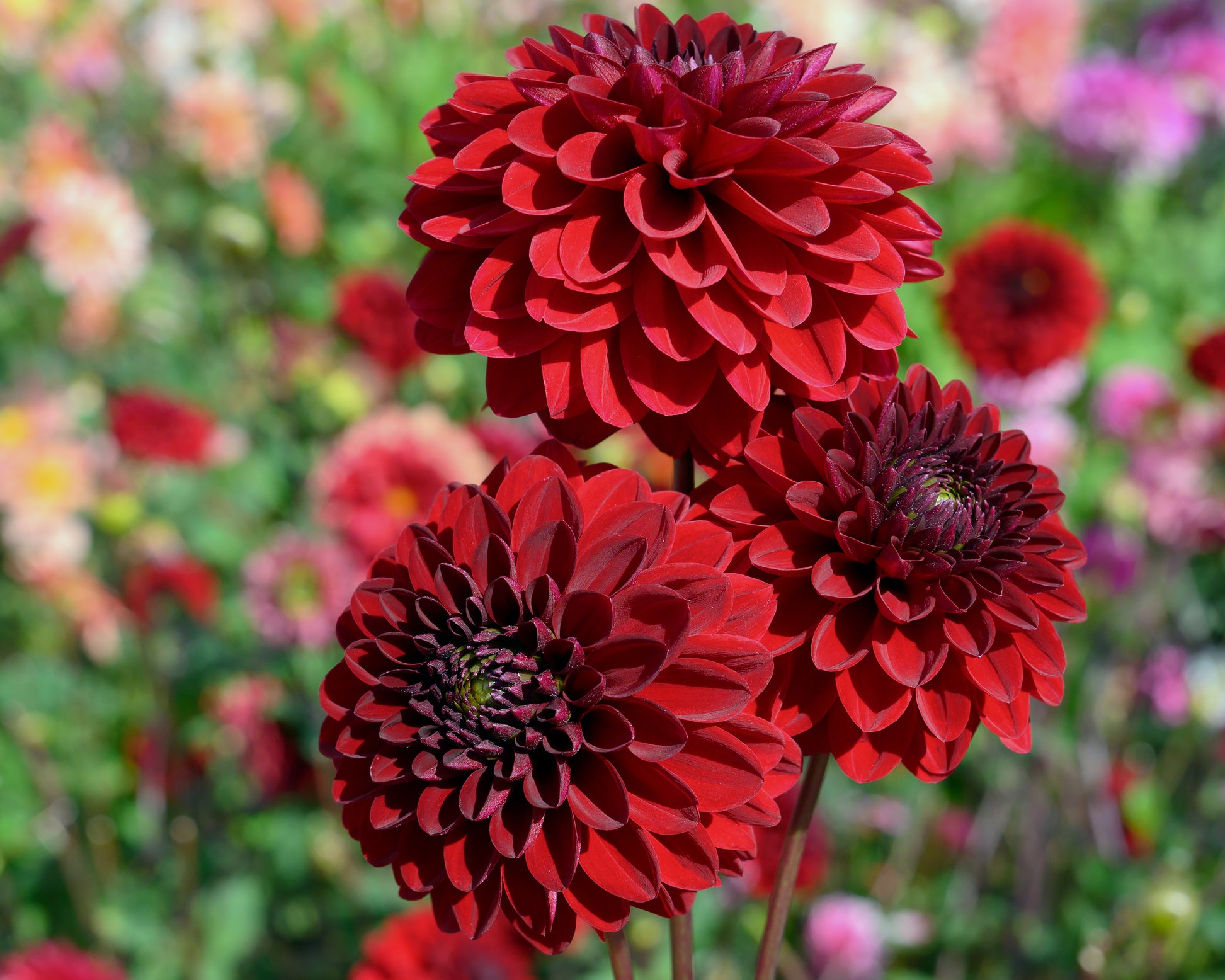 Dahlia 'Night Queen' tubers — Buy online at Farmer Gracy UK