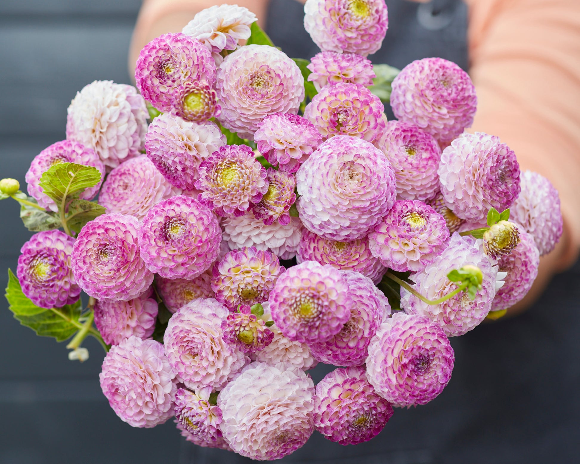 Dahlia 'Ping Pong' tubers — Buy online at Farmer Gracy UK