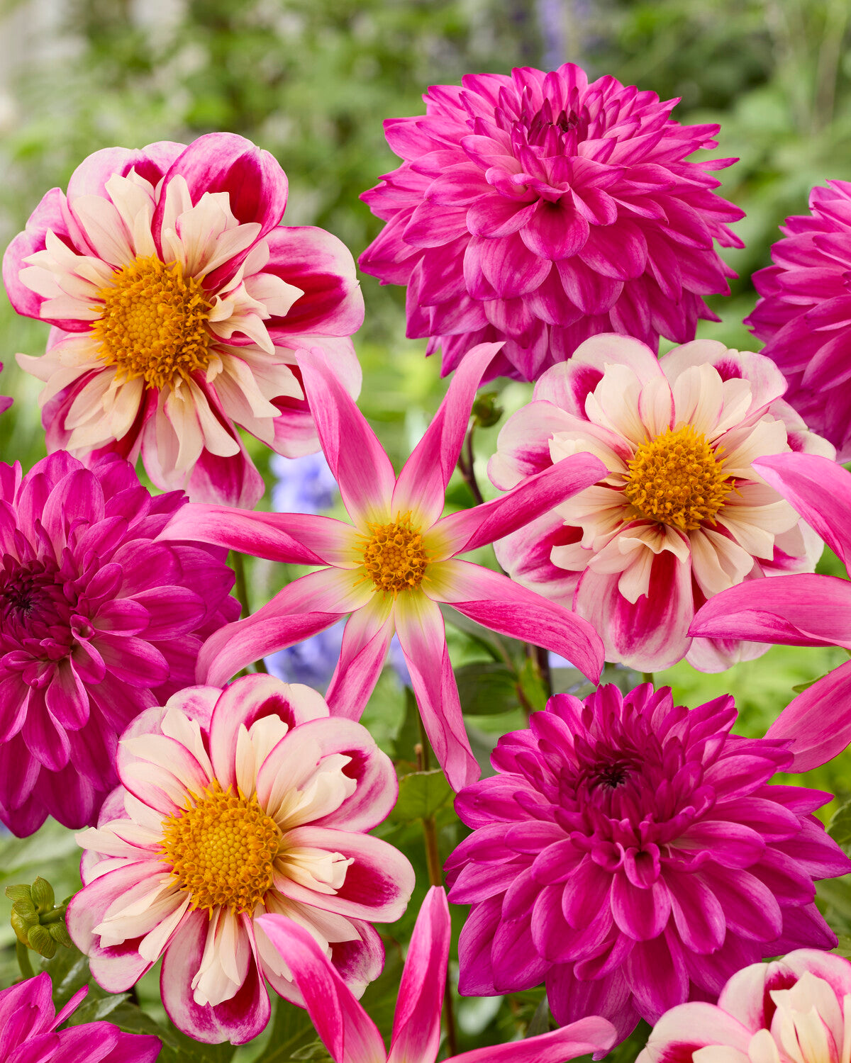 Dahlia collection 'Pink Fandango' tubers — Buy online at Farmer Gracy UK