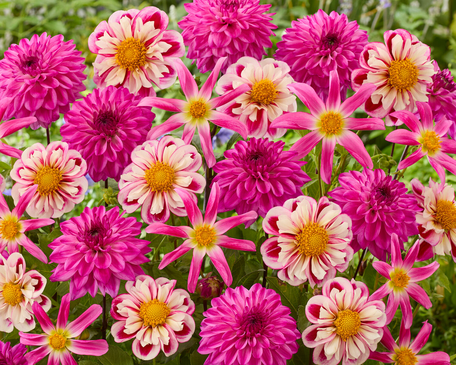 Dahlia collection 'Pink Fandango' tubers — Buy online at Farmer Gracy UK