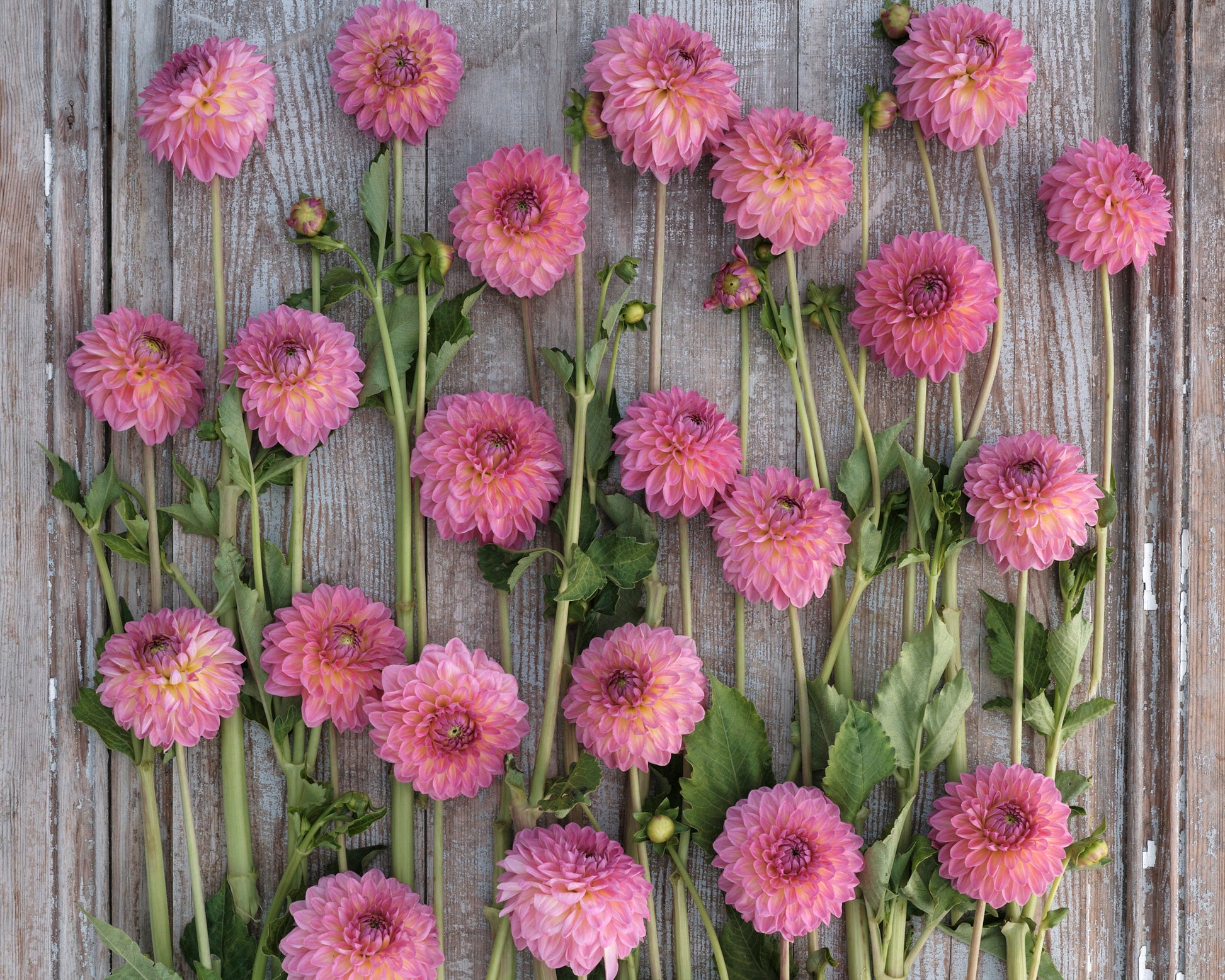 Dahlia 'Pink Suffusion' tubers | Buy online at Farmer Gracy UK