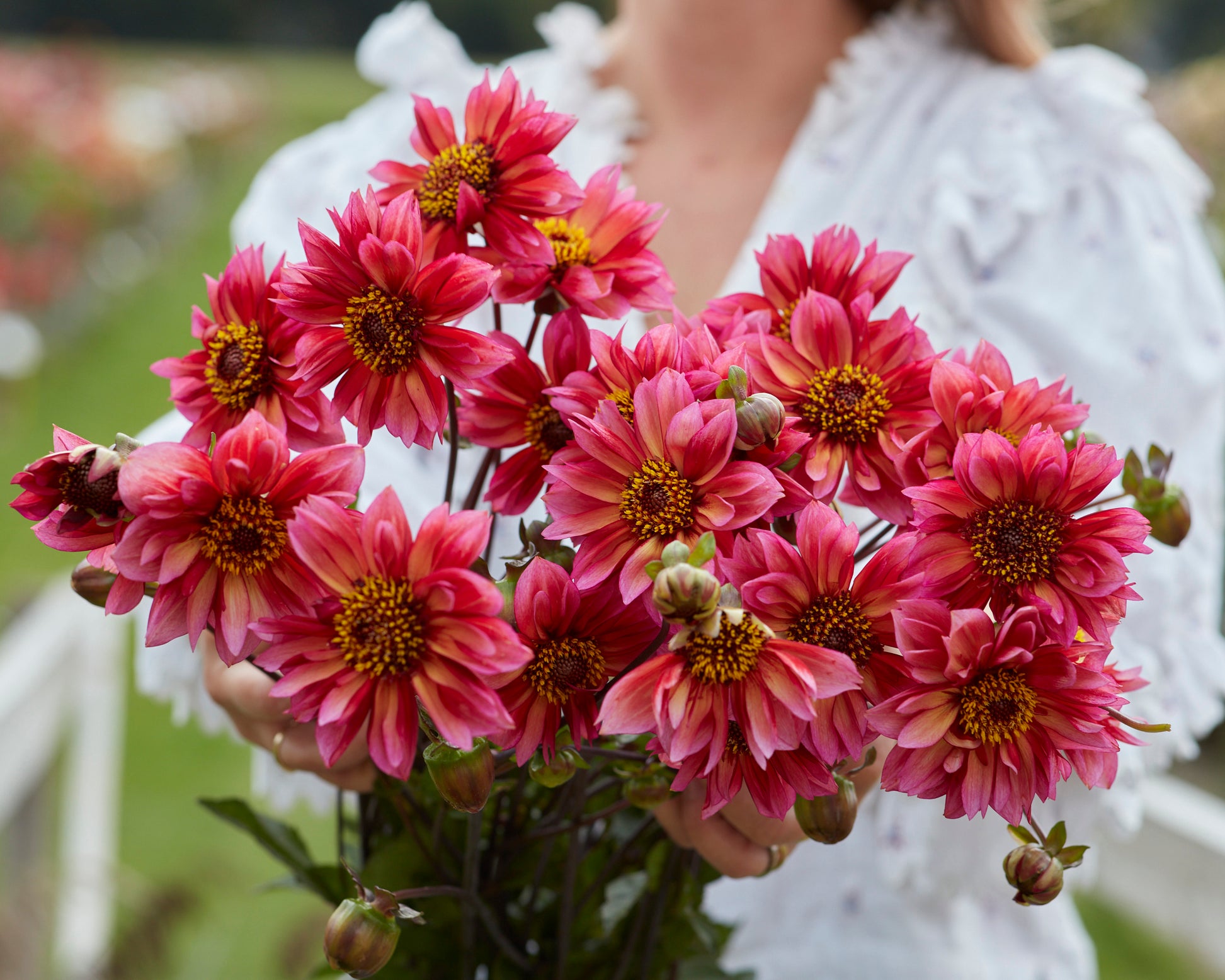Dahlia 'Princess Nadine' tubers | Buy online at Farmer Gracy UK