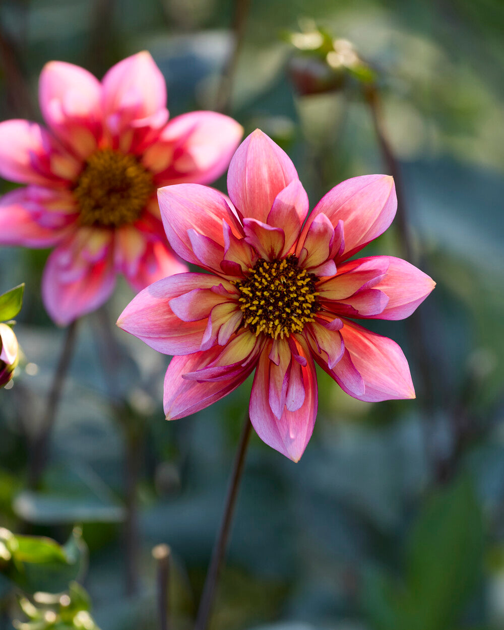 Dahlia 'Princess Nadine' tubers | Buy online at Farmer Gracy UK