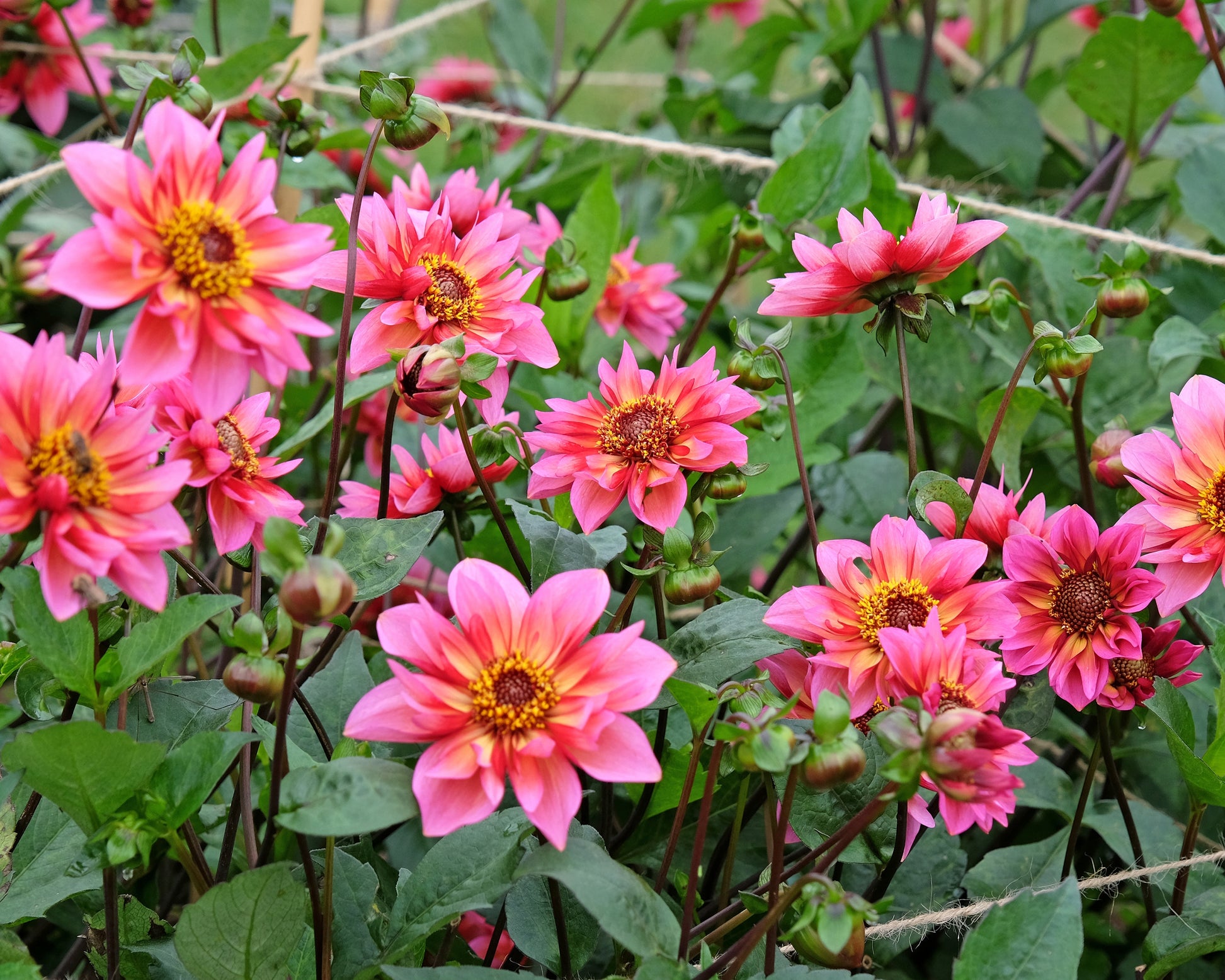 Dahlia 'Princess Nadine' tubers | Buy online at Farmer Gracy UK