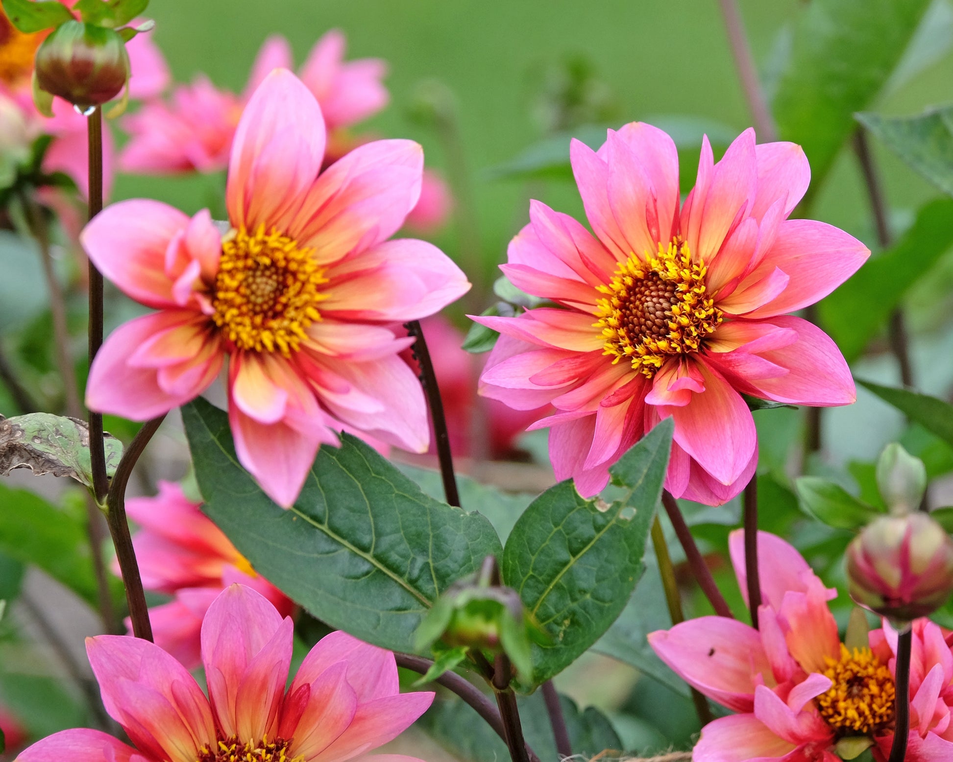 Dahlia 'Princess Nadine' tubers | Buy online at Farmer Gracy UK