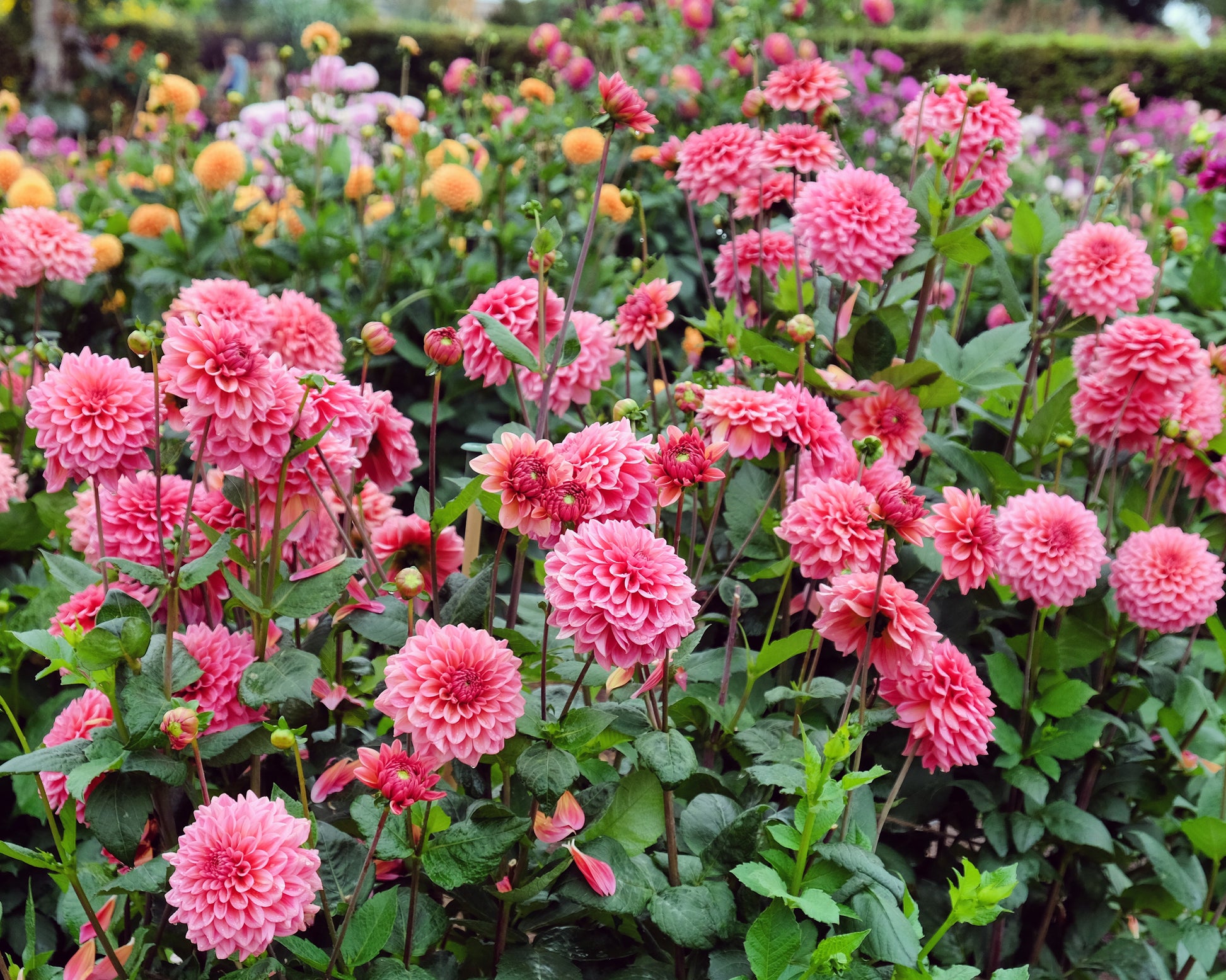 Dahlia 'Salmon Runner' tubers — Buy online at Farmer Gracy UK