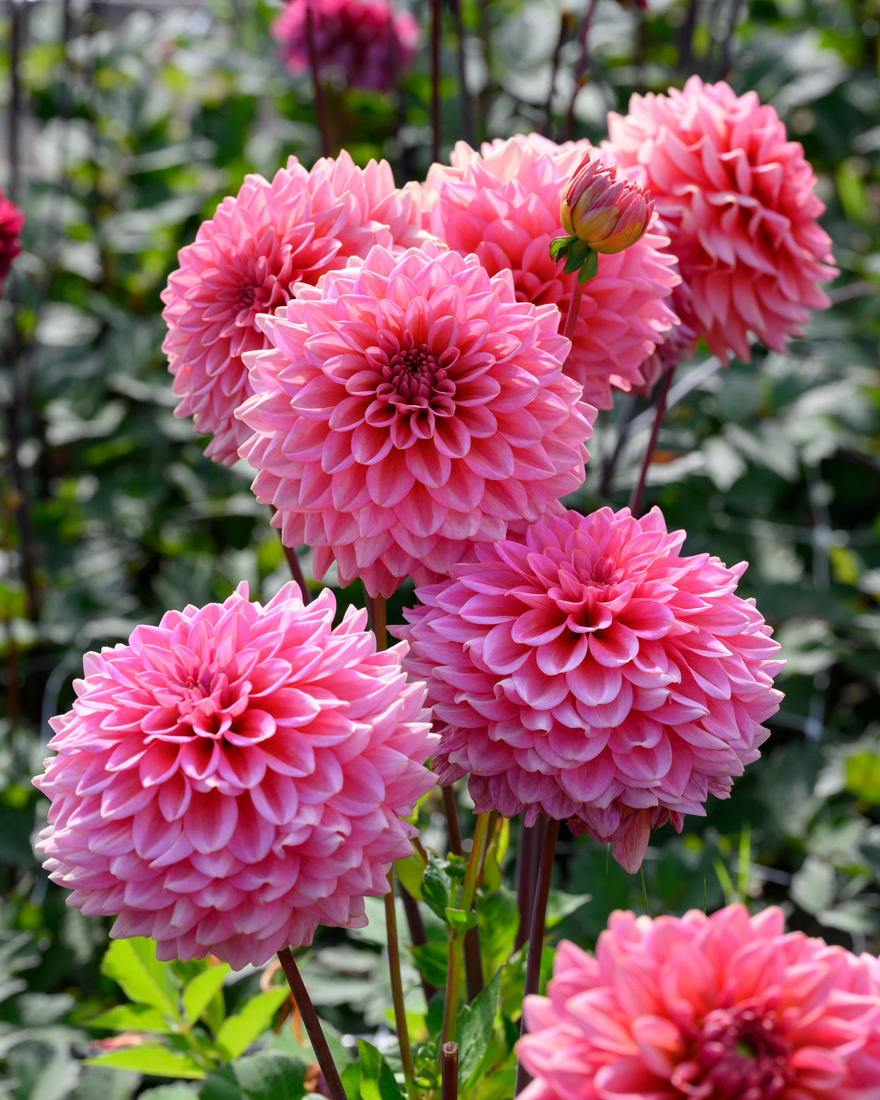 Dahlia 'Salmon Runner' tubers — Buy online at Farmer Gracy UK