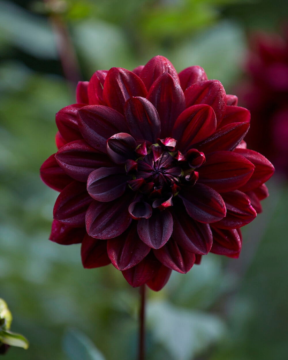 Dahlia 'Sam Hopkins' tubers — Buy online at Farmer Gracy UK