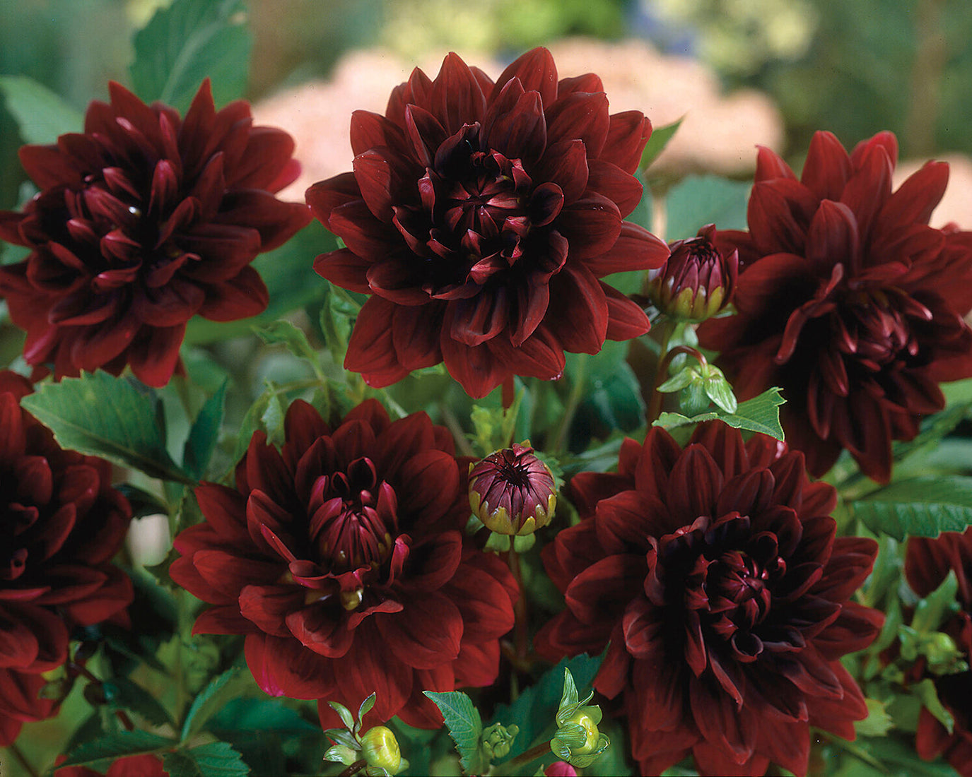 Dahlia 'Sam Hopkins' tubers — Buy online at Farmer Gracy UK