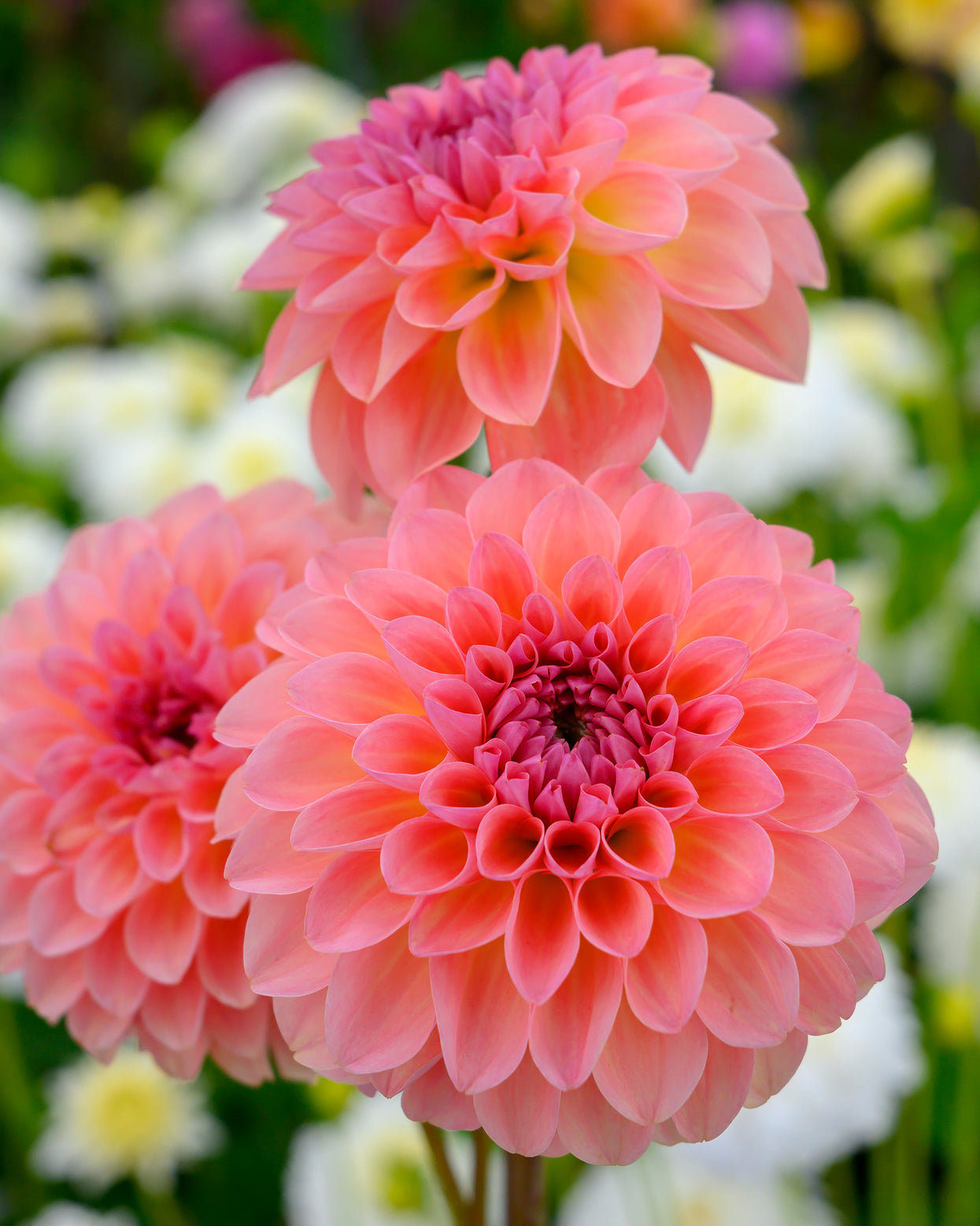Dahlia 'Sebastian' tubers — Buy salmon pink ball dahlias online at ...