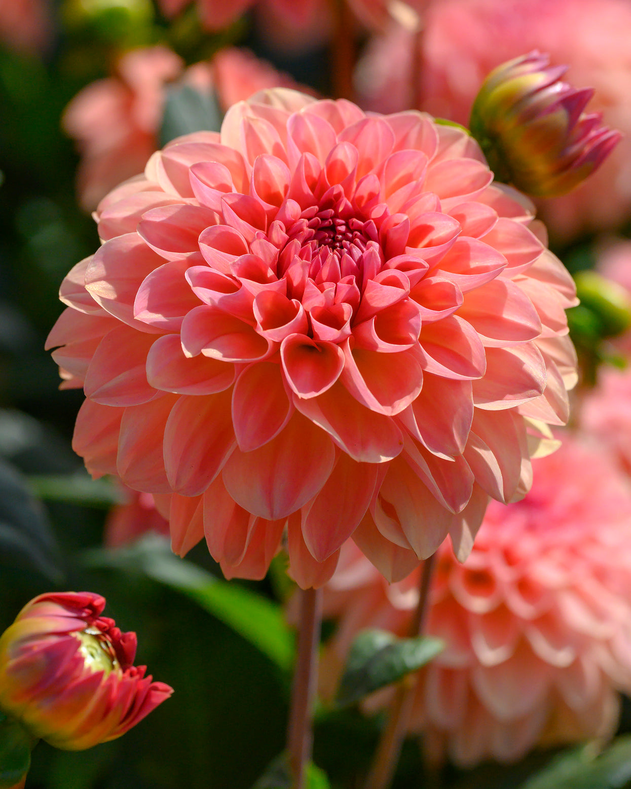 Dahlia 'Sebastian' tubers — Buy salmon pink ball dahlias online at ...