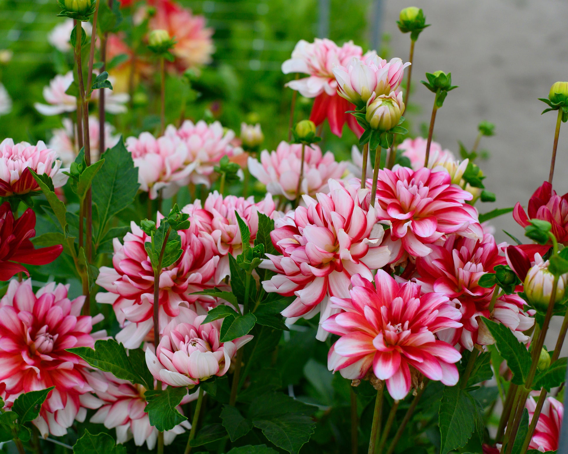 Dahlia 'Short Track' tubers — Buy online at Farmer Gracy UK