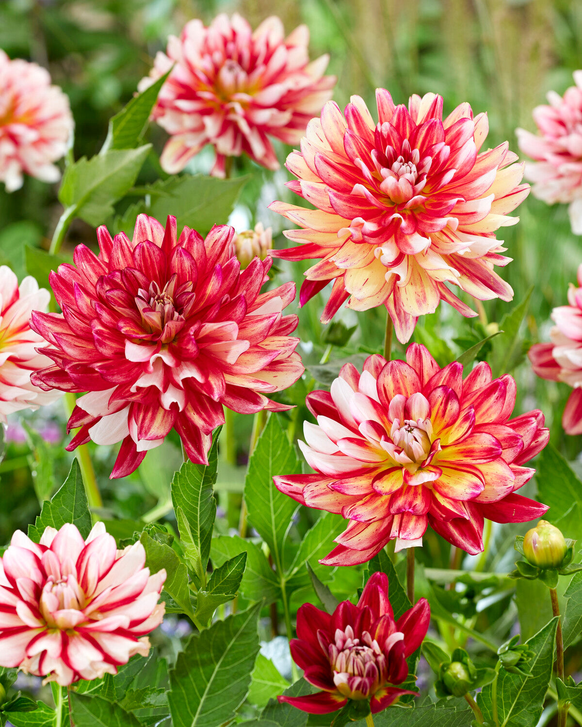 Dahlia 'Short Track' tubers — Buy online at Farmer Gracy UK