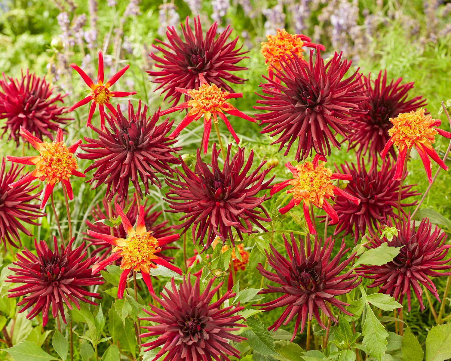 Dahlia 'Octopus Sparkle' tubers — Buy online at Farmer Gracy UK