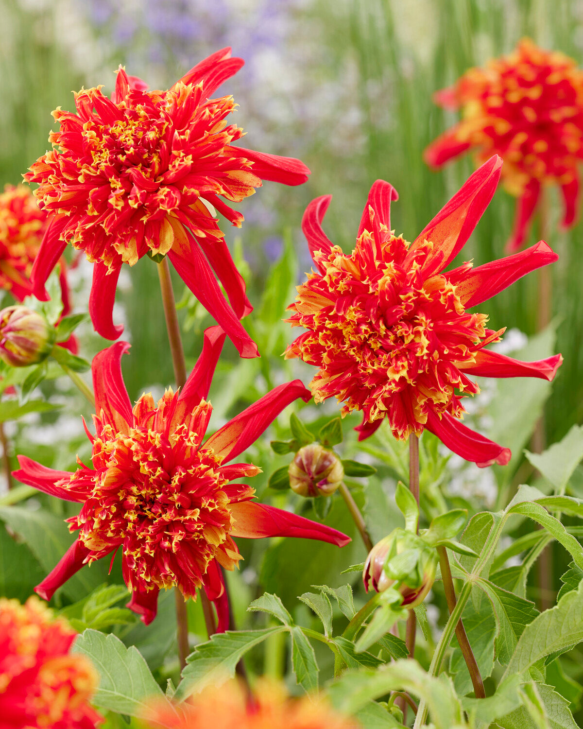Dahlia 'Octopus Sparkle' tubers | Buy online at Farmer Gracy UK
