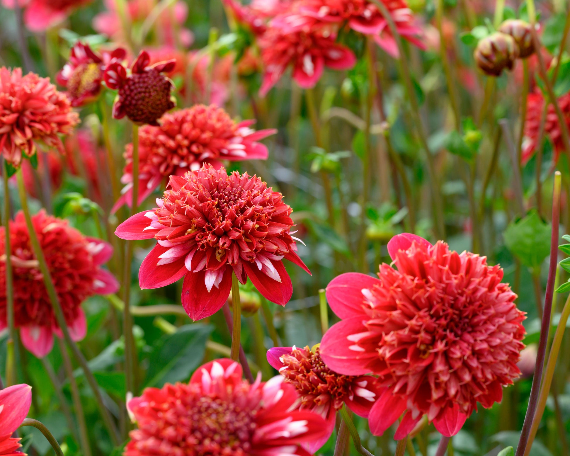 Dahlia 'Speech' tubers — Buy online at Farmer Gracy UK