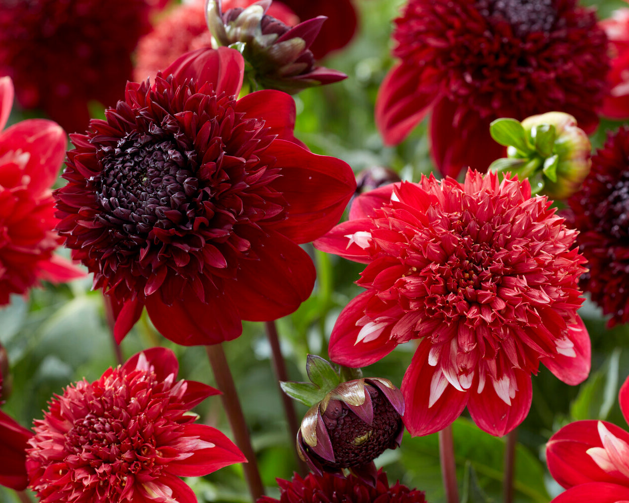 Dahlia 'Speech' tubers — Buy online at Farmer Gracy UK
