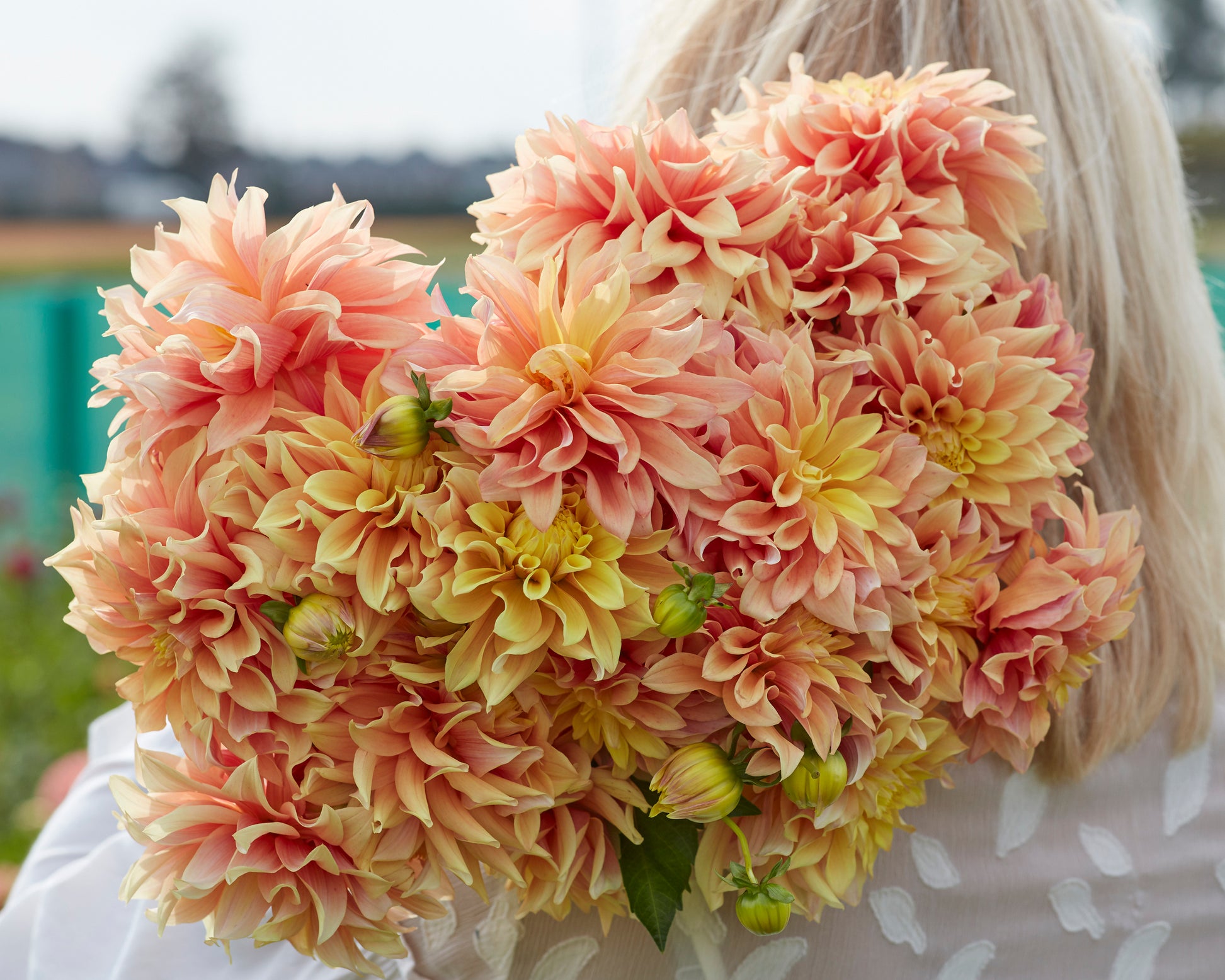 Dahlia 'Tyrell' tubers — Buy online at Farmer Gracy UK