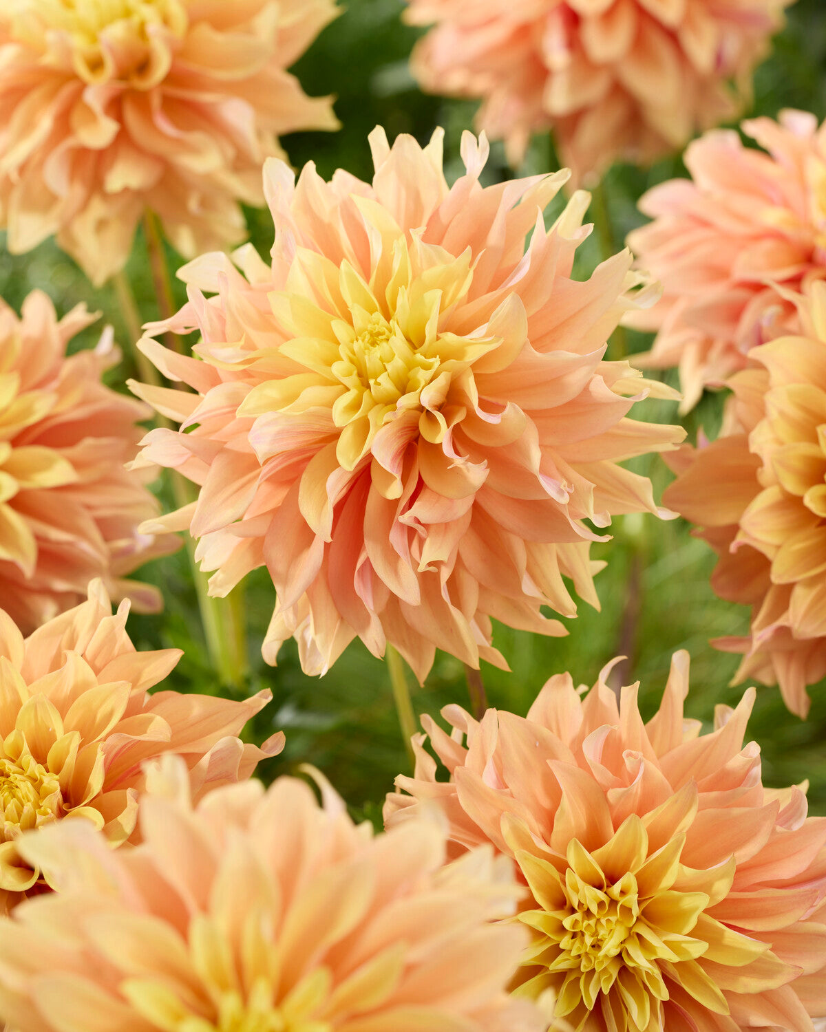 Dahlia 'Tyrell' tubers — Buy online at Farmer Gracy UK