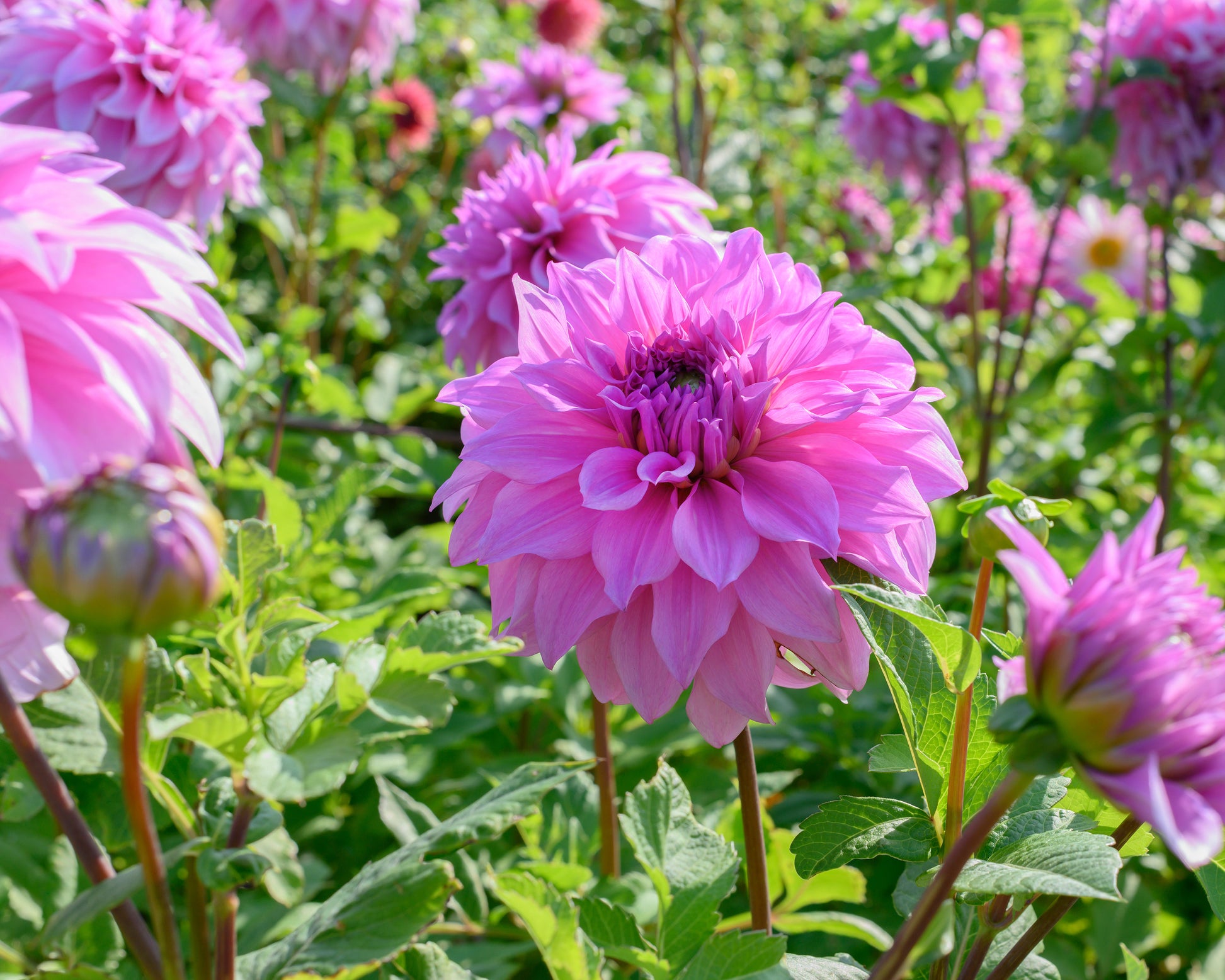 Dahlia 'Vassio Meggos' tubers — Buy online at Farmer Gracy UK