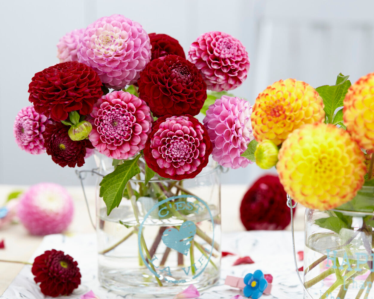 Dahlia 'Zippity Do Da' tubers — Buy online at Farmer Gracy UK