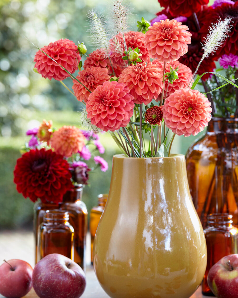 Dahlia 'Zundert Mystery Fox' tubers | Buy online at Farmer Gracy UK