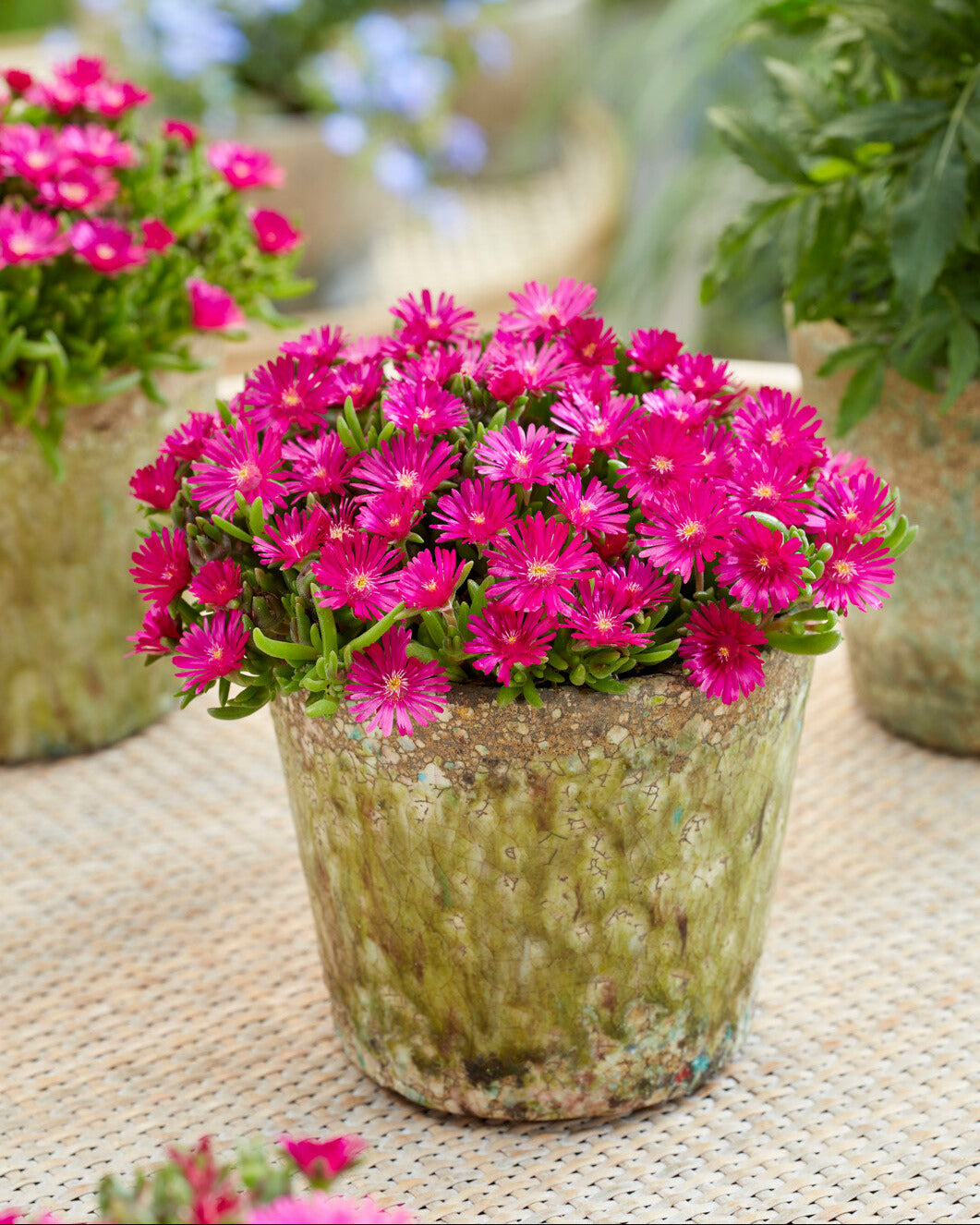 Delosperma cooperi 'Ice Cream Fuchsia' | Buy fuchsia-pink ice plants ...