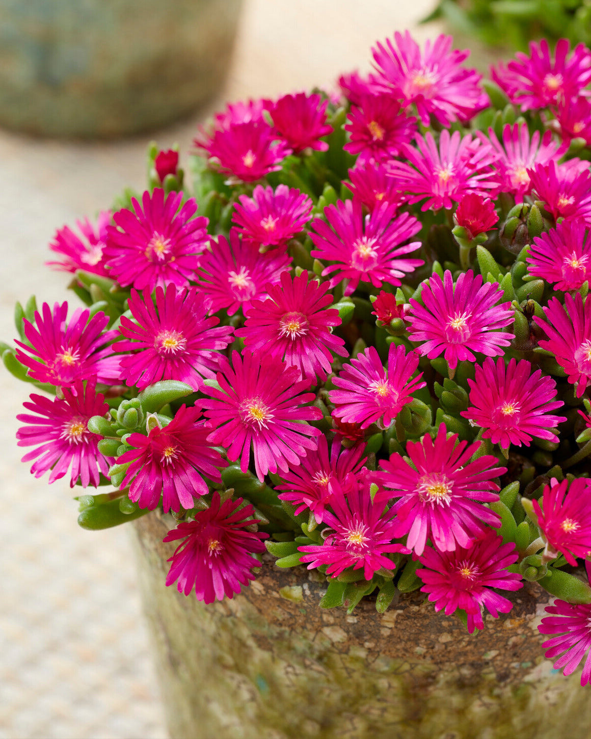 Delosperma cooperi 'Ice Cream Fuchsia' — Buy fuchsia-pink ice plants ...
