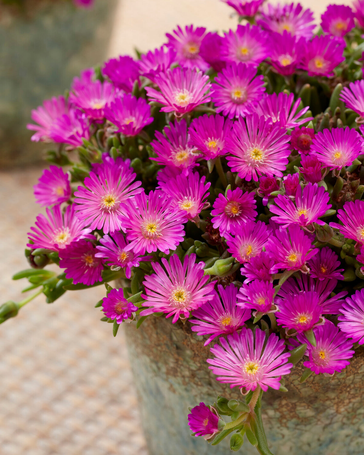 Delosperma cooperi 'Ice Cream Purple' — Buy purple ice plants online at ...