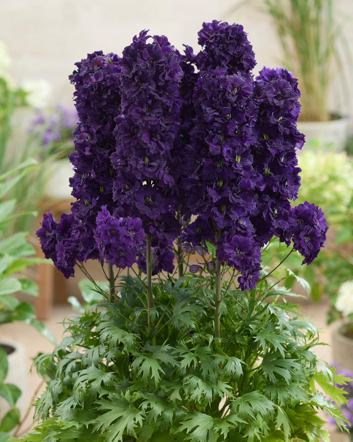 Delphinium 'Black Velvet' bare roots — Buy larkspur online at Farmer ...