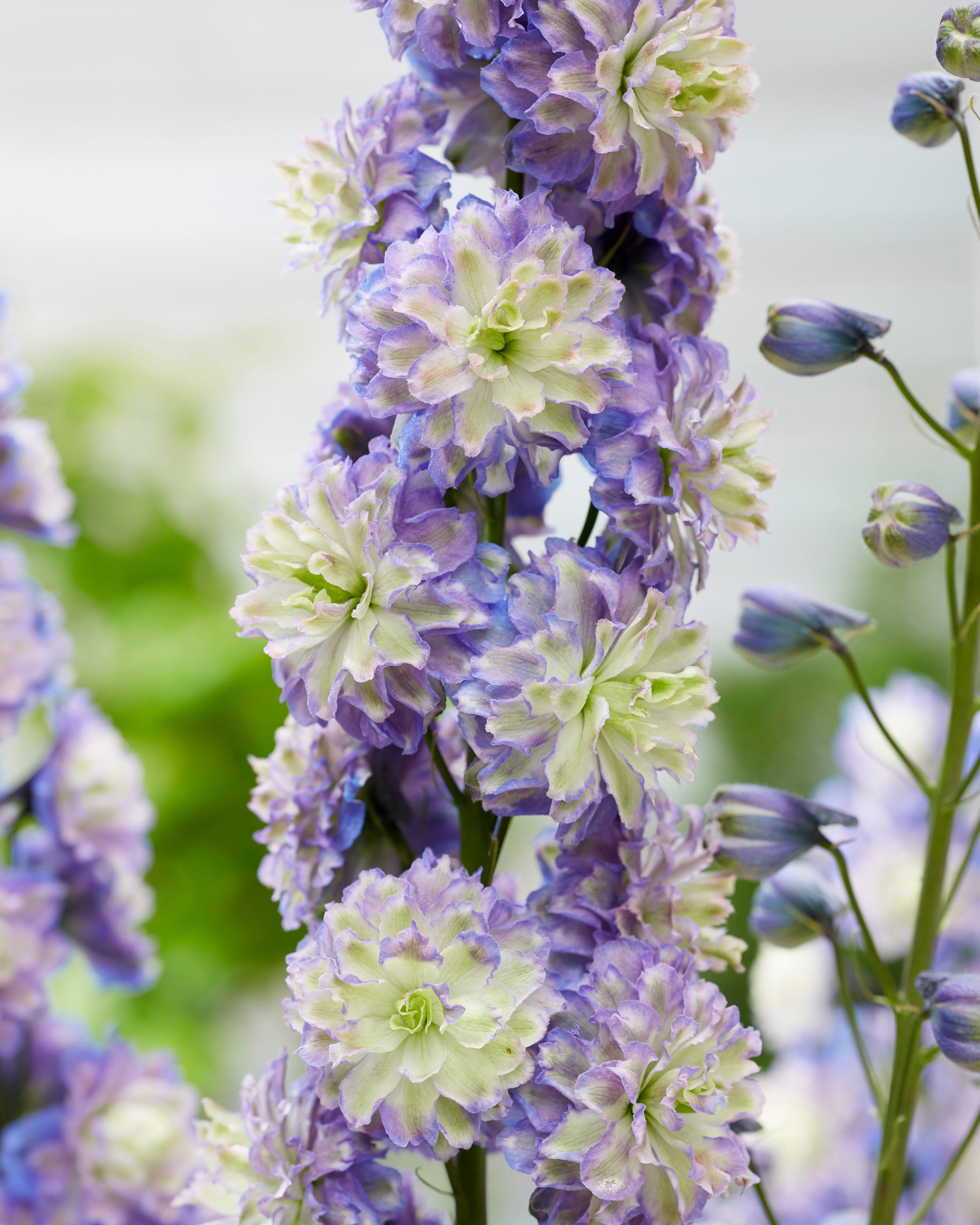 Delphinium 'Bolero' bare roots — Buy larkspur online at Farmer Gracy UK