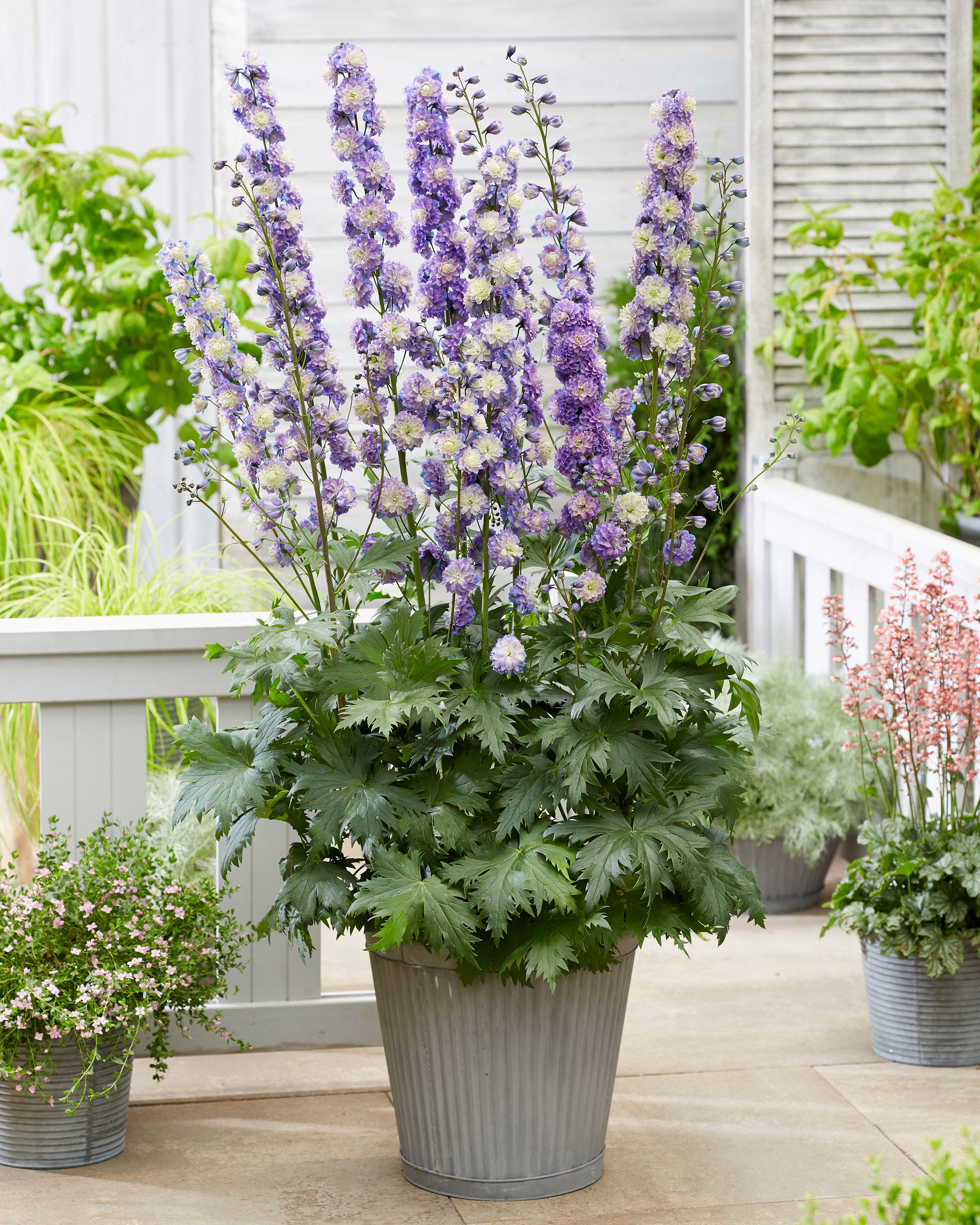 Delphinium 'Bolero' bare roots | Buy larkspur online at Farmer Gracy UK