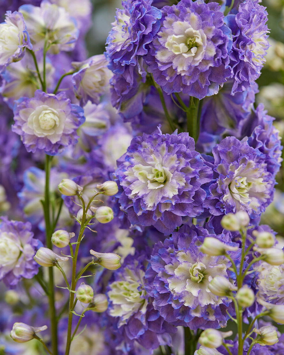 Delphinium 'Bolero' bare roots | Buy larkspur online at Farmer Gracy UK